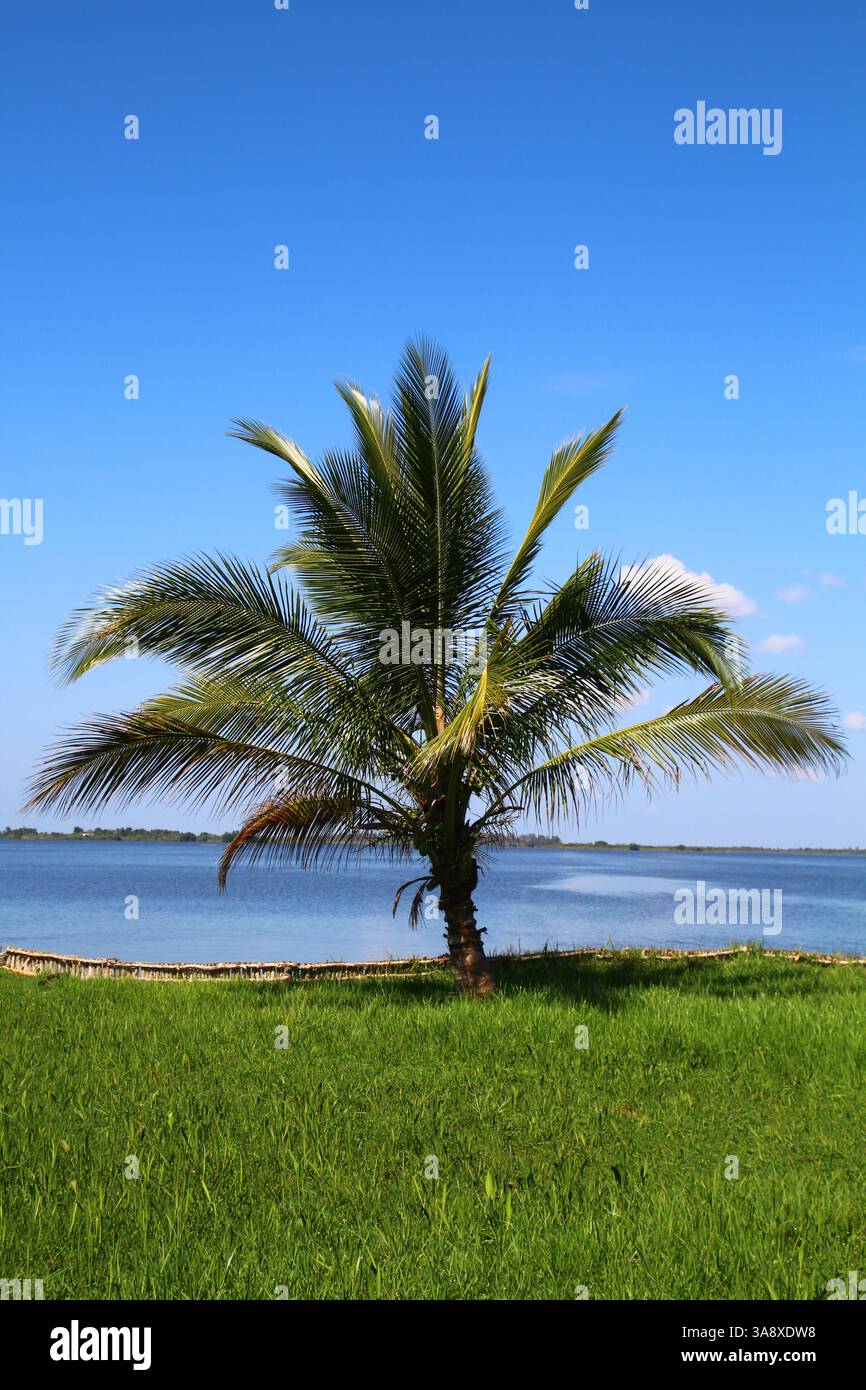 Palm tree in the National Park of the Peninsula de Zapata, Laguna del ...