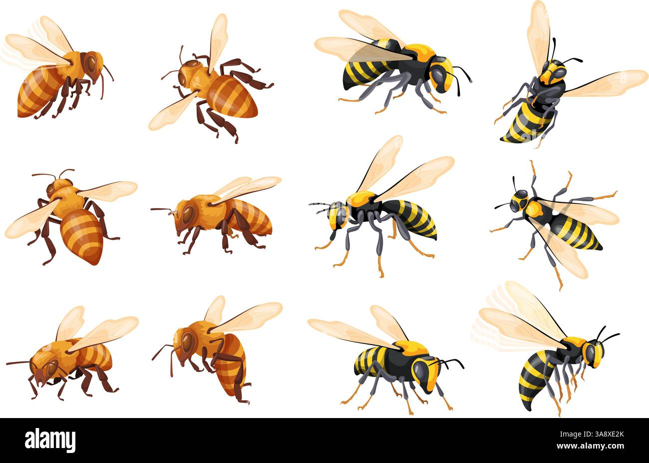 European wasps Stock Vector Images - Alamy