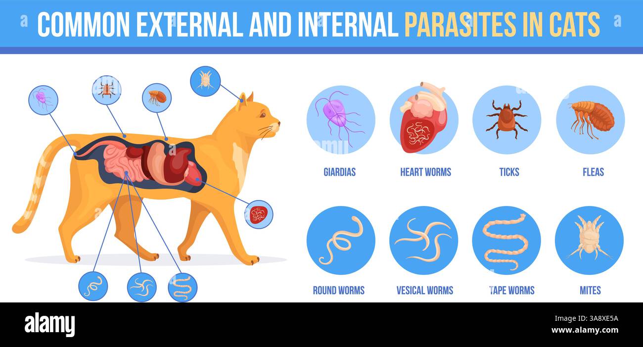 Cat parasites. Kitten skin intestinal parasite problem, pet animal ...