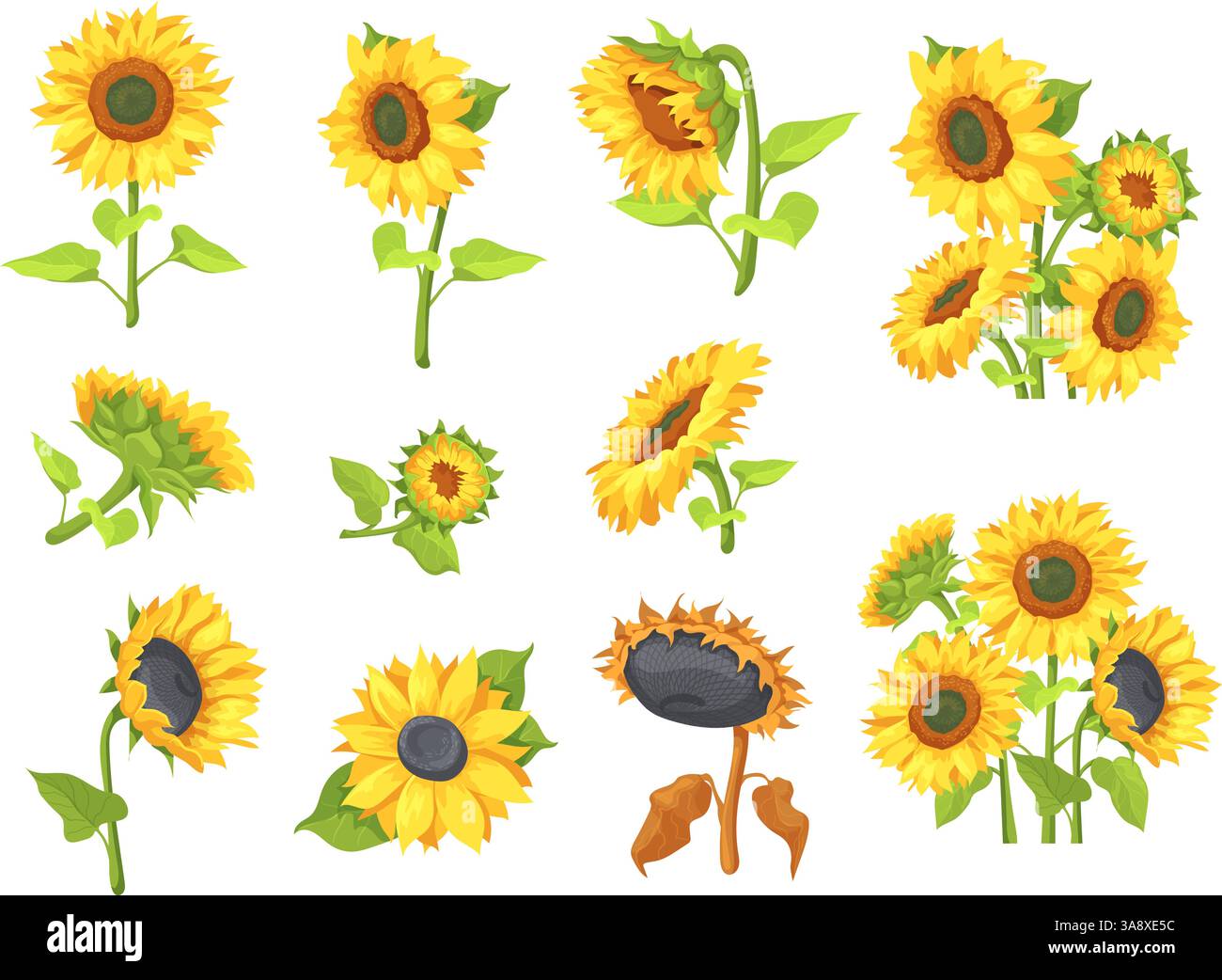 Fresh oil plants seeds Stock Vector Images - Alamy