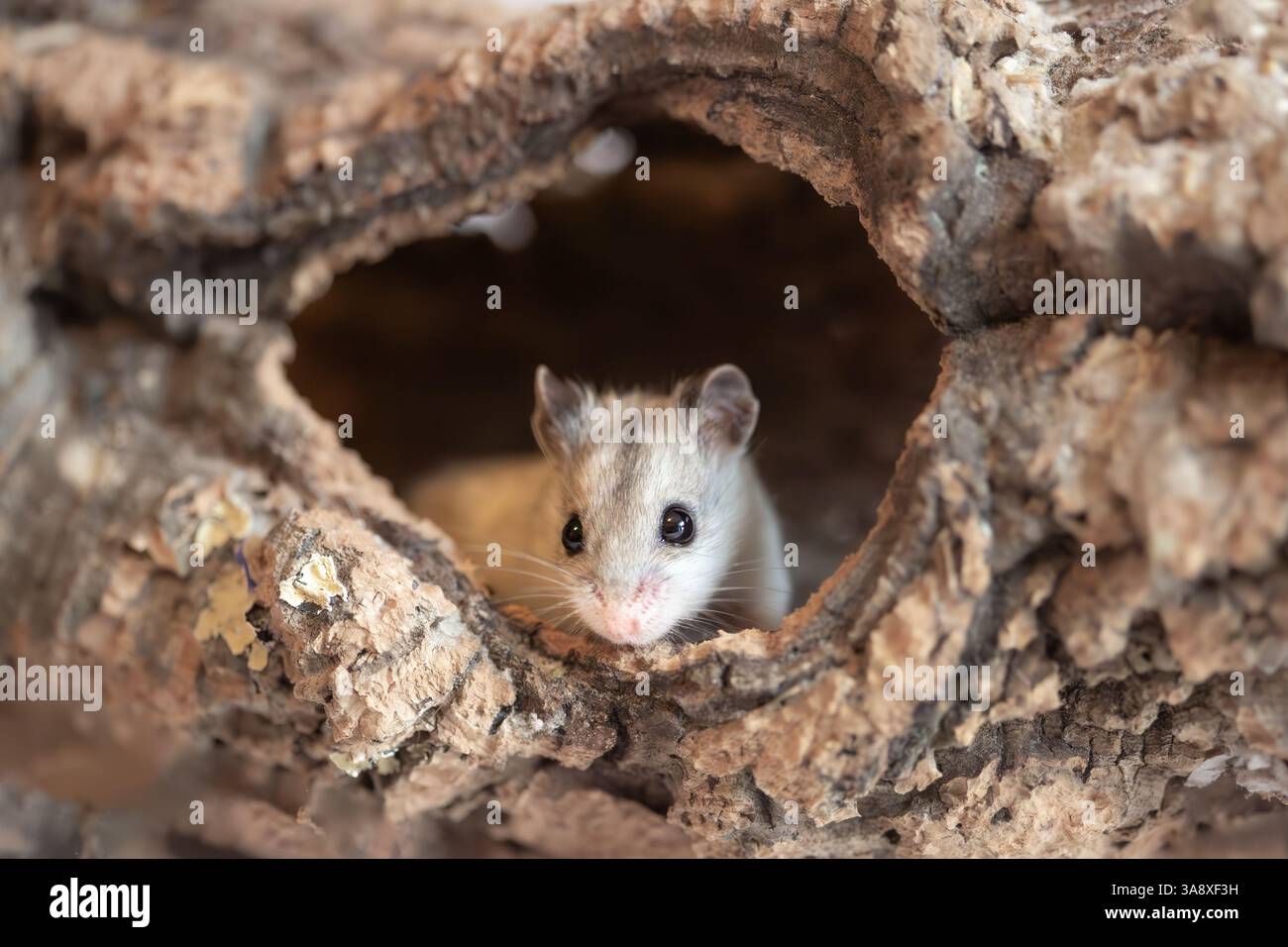 The Chinese striped hamster (Cricetulus barabensis) - pet dwarf hamster ...