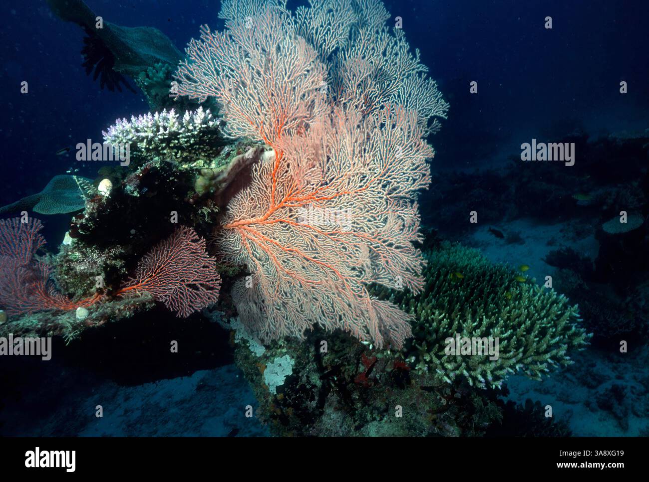 Beautiful great barrier reef hi-res stock photography and images - Alamy