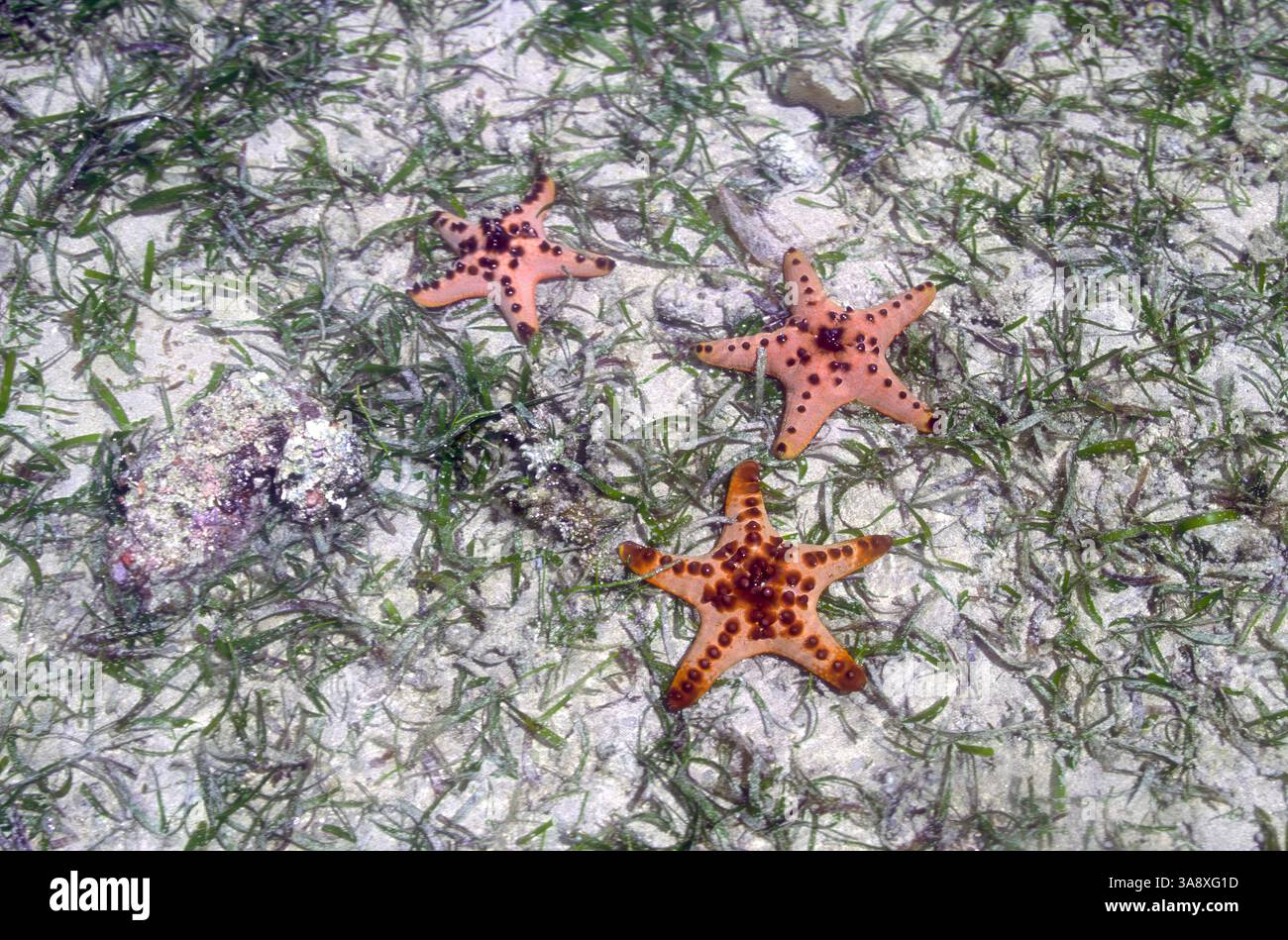 Horned sea stars (Protoreaster nodosus) from the seagrass covered sand ...