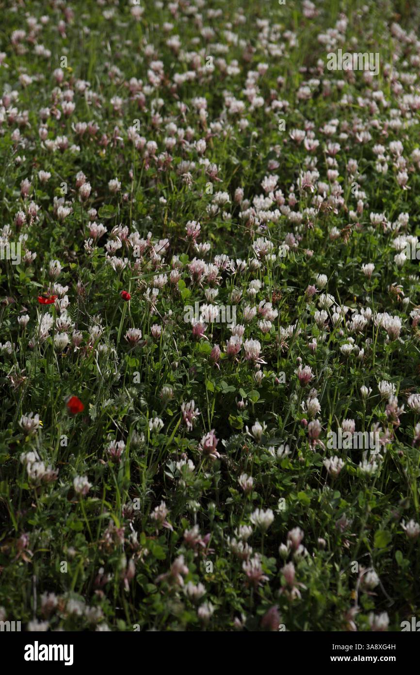Wildflower bed of White Clover or Dutch Clover, Trifolium Repens in ...