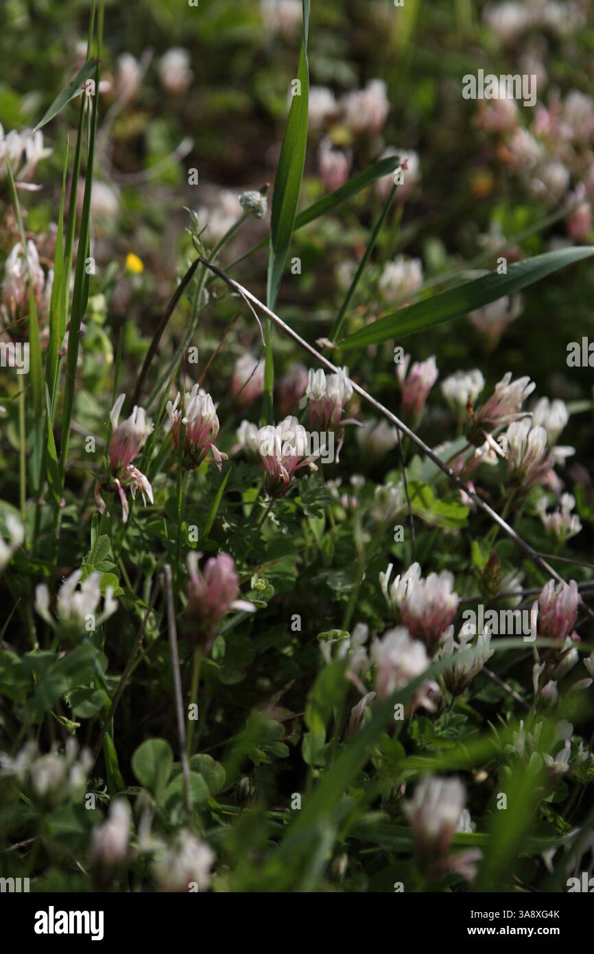 Wildflower bed of White Clover or Dutch Clover, Trifolium Repens in ...