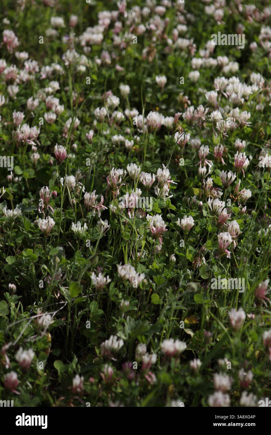 Wildflower bed of White Clover or Dutch Clover, Trifolium Repens in ...