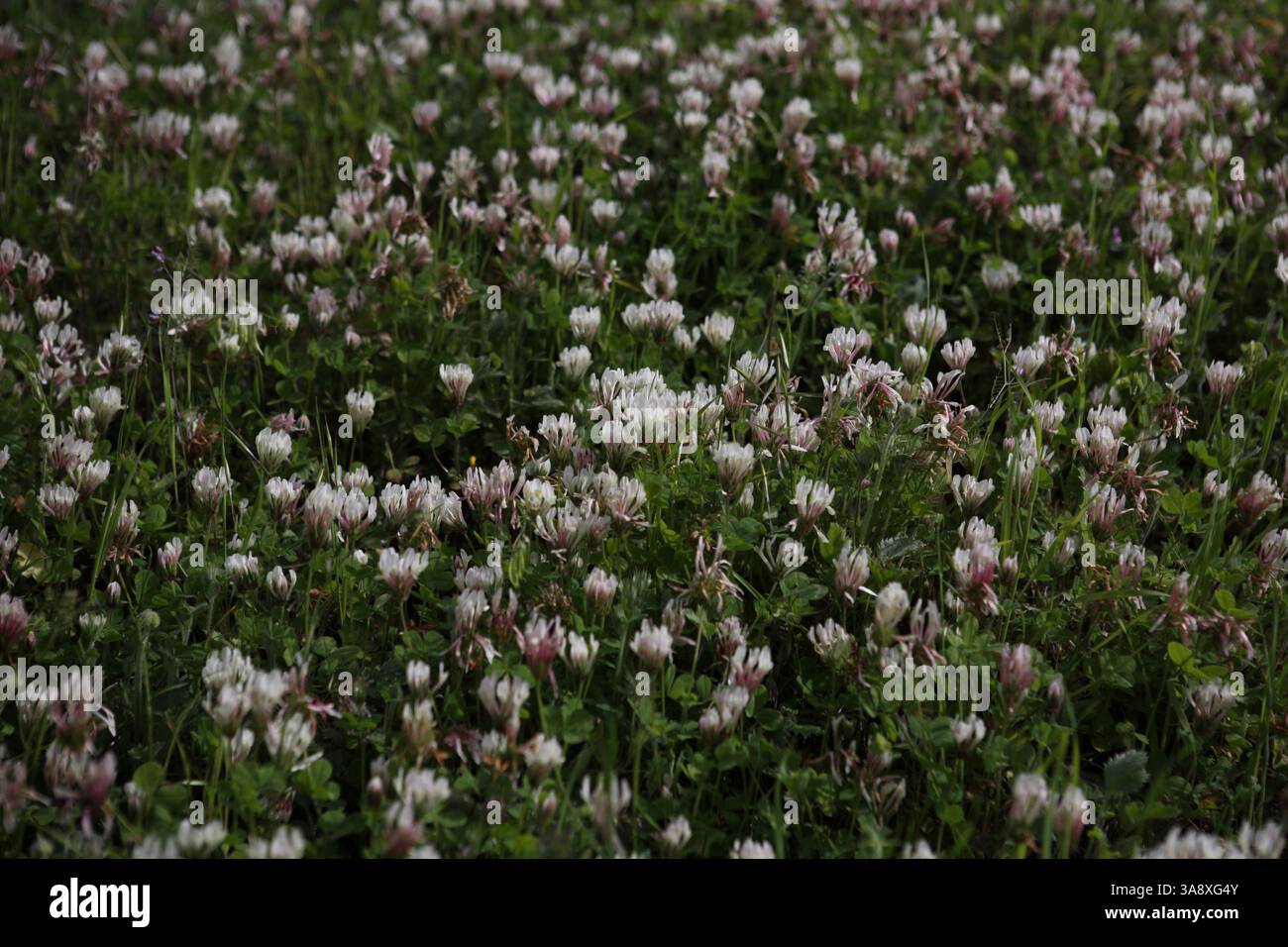 Wildflower bed of White Clover or Dutch Clover, Trifolium Repens in ...