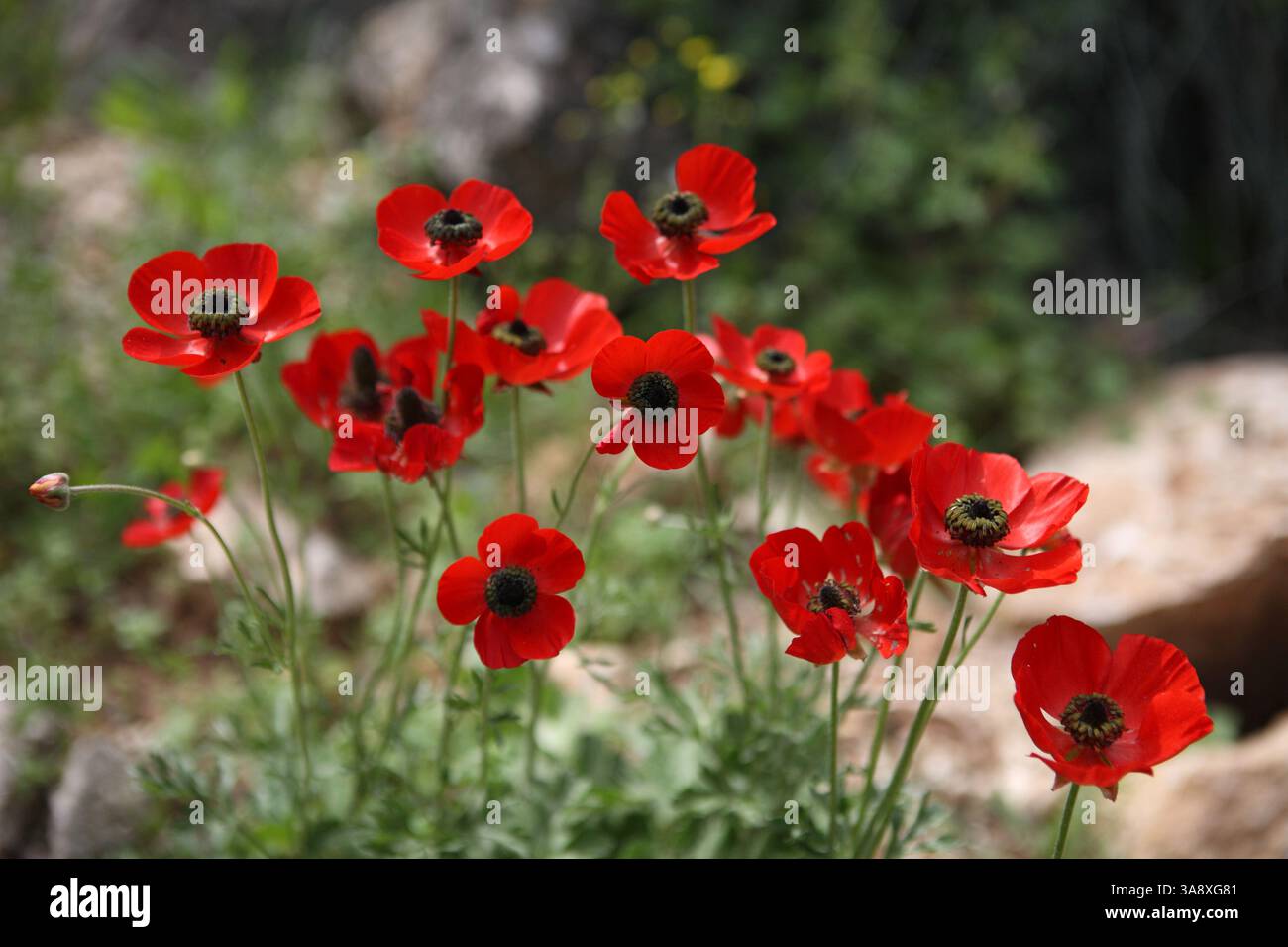 Red Persian Buttercup, Turban Buttercup, Scarlet Crowfoot or Ranunculus ...