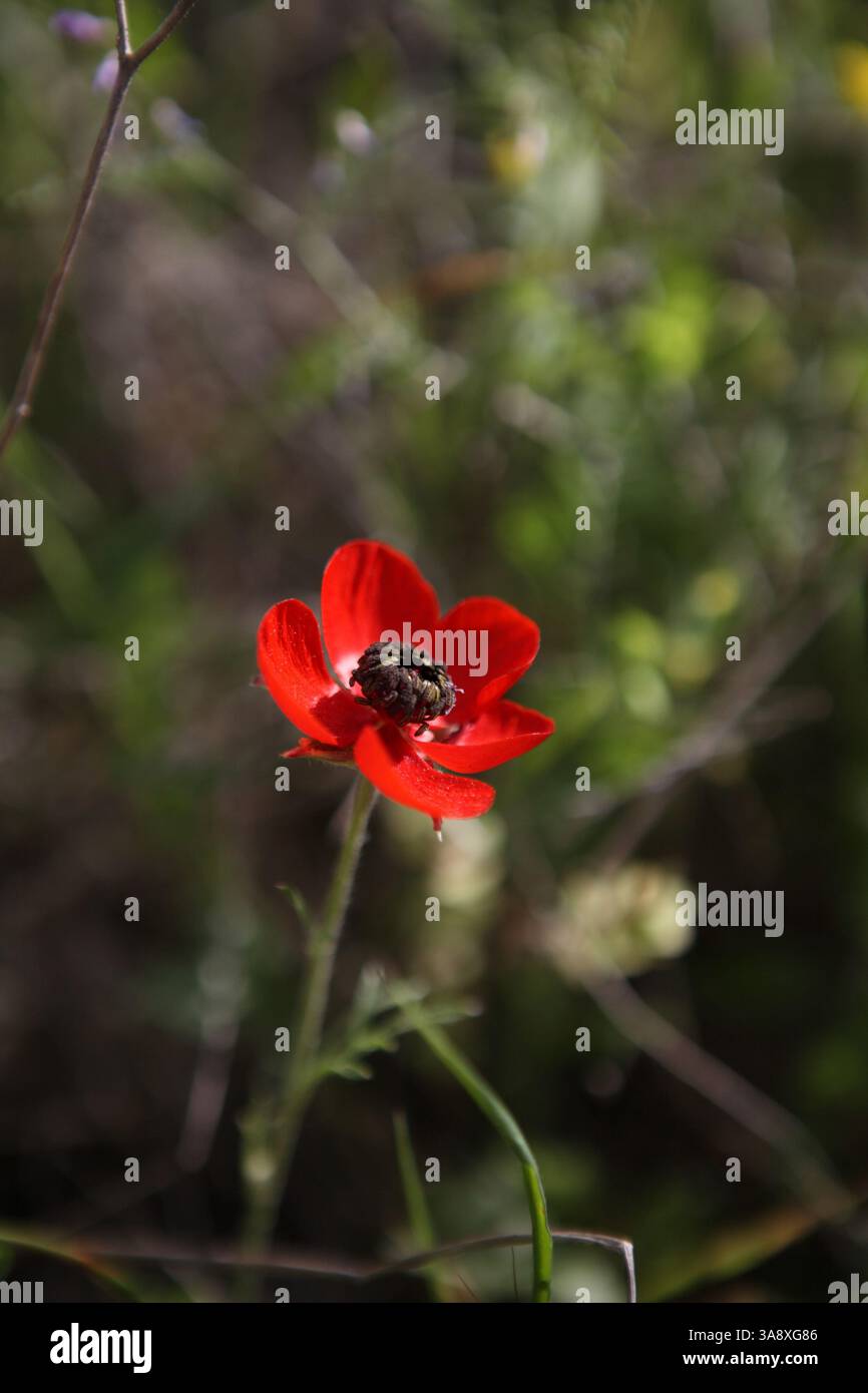 Red Persian Buttercup, Turban Buttercup, Scarlet Crowfoot or Ranunculus ...