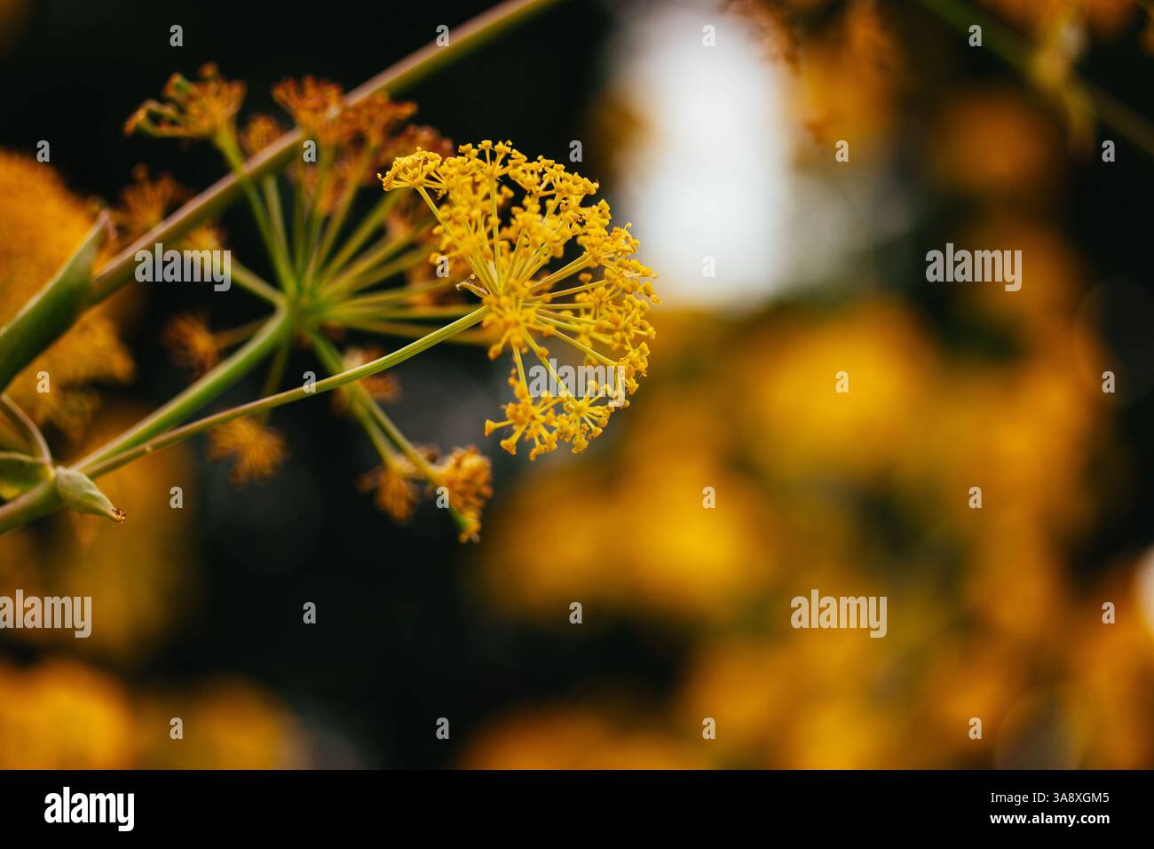 Ferula stinking or Kavrak (Ferula assa-foetida) perennial plant, genus ...