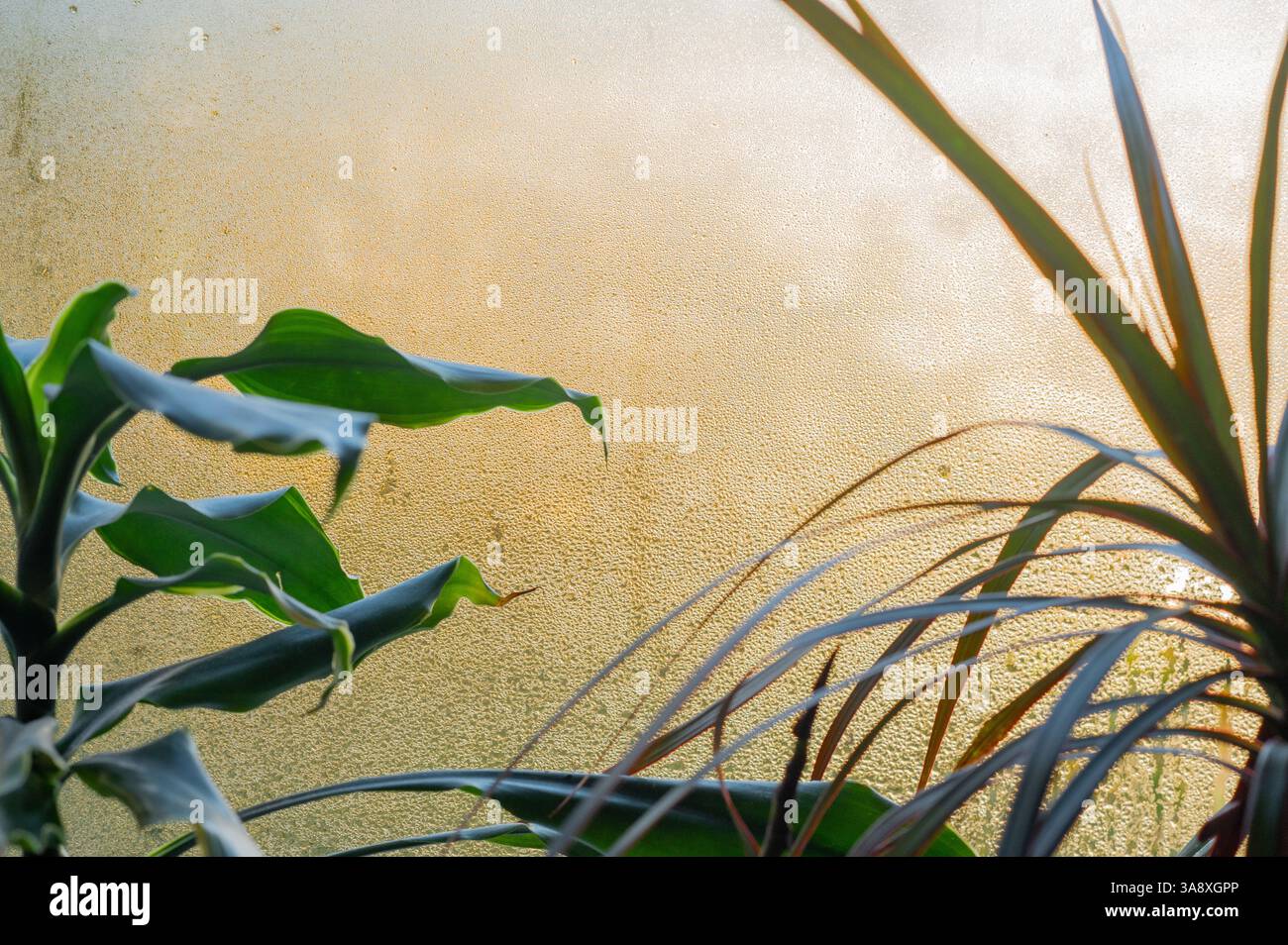 Leaves of indoor plants near a window with wet glass Stock Photo - Alamy