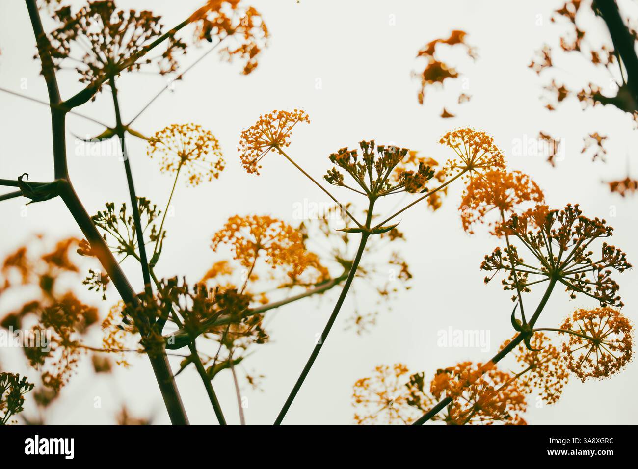 Ferula stinking or Kavrak (Ferula assa-foetida) perennial plant, genus ...