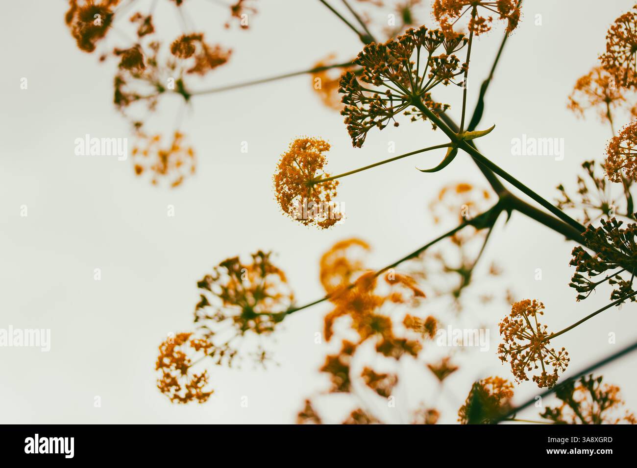 Ferula stinking or Kavrak (Ferula assa-foetida) perennial plant, genus ...