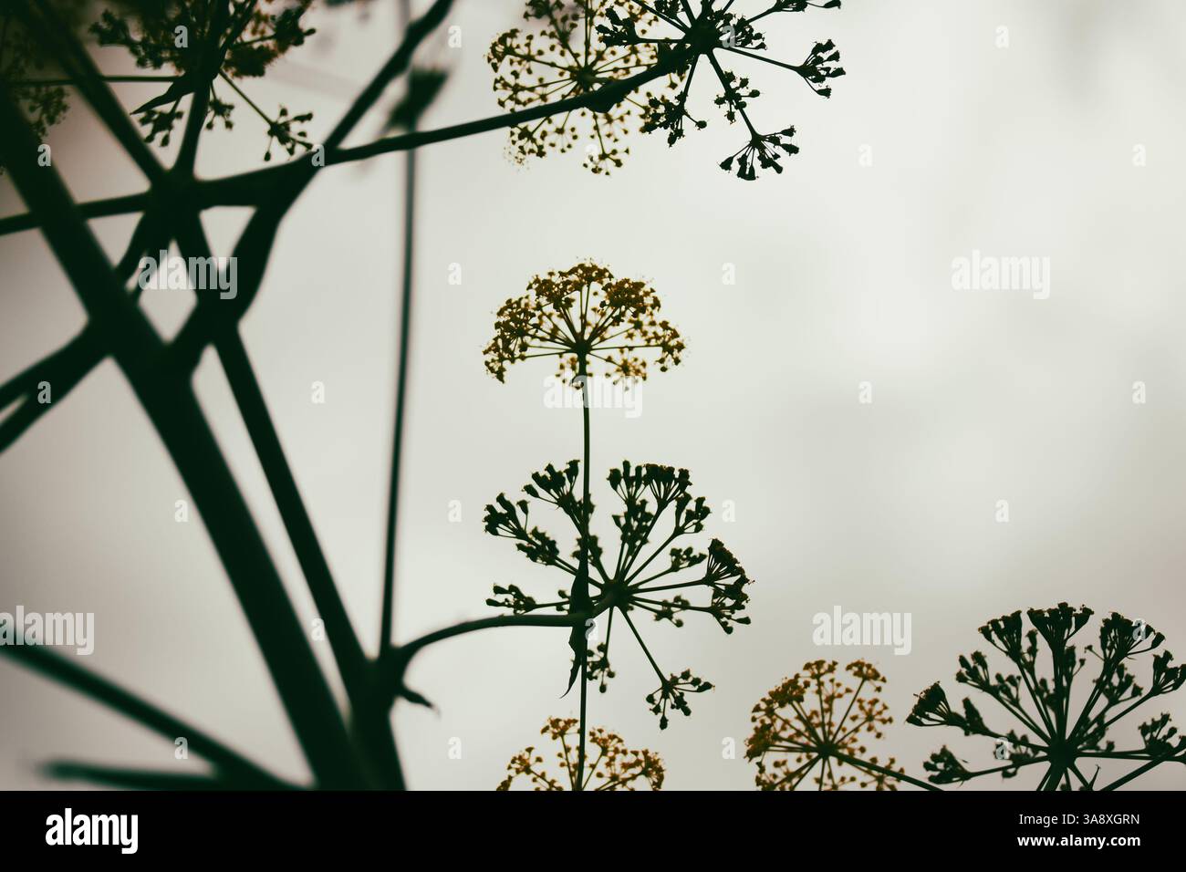 Ferula stinking or Kavrak (Ferula assa-foetida) perennial plant, genus ...