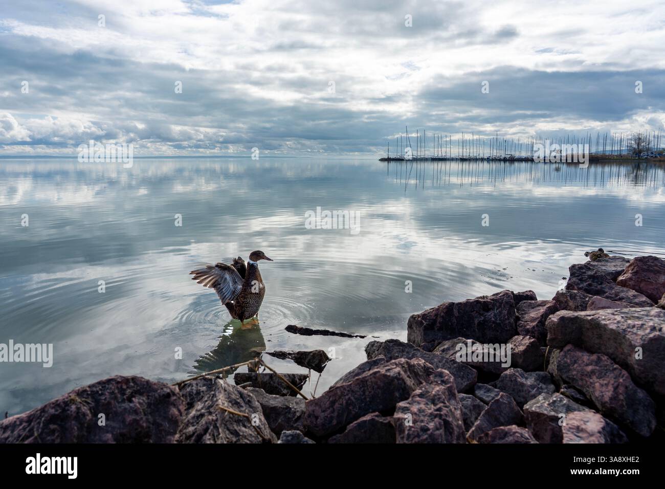 Lake Balaton Balatonkenese with a duck open wings on the coast Stock ...