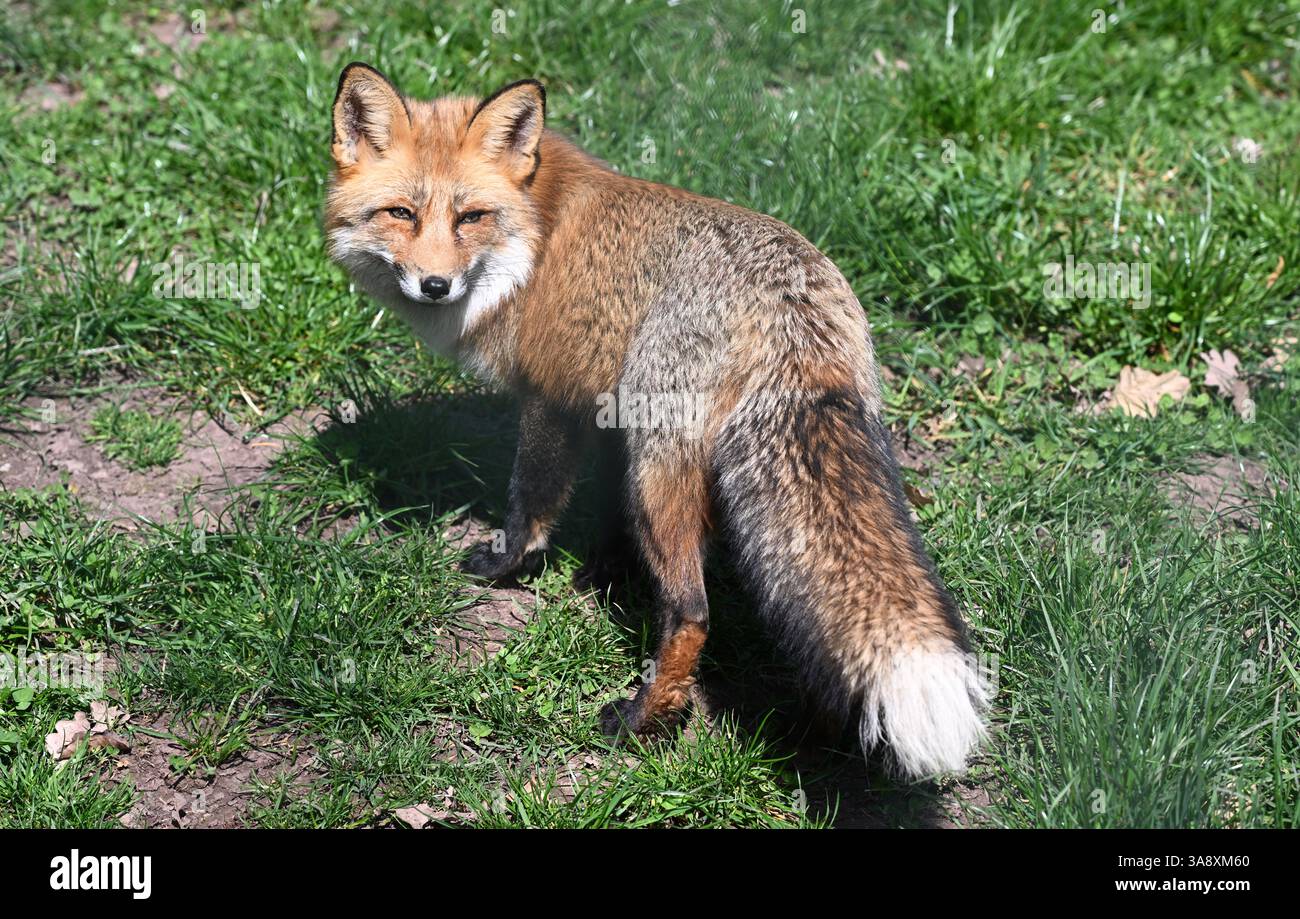 Cleebronn, Germany. 27th Mar, 2025. A red fox (Vulpes vulpes ...