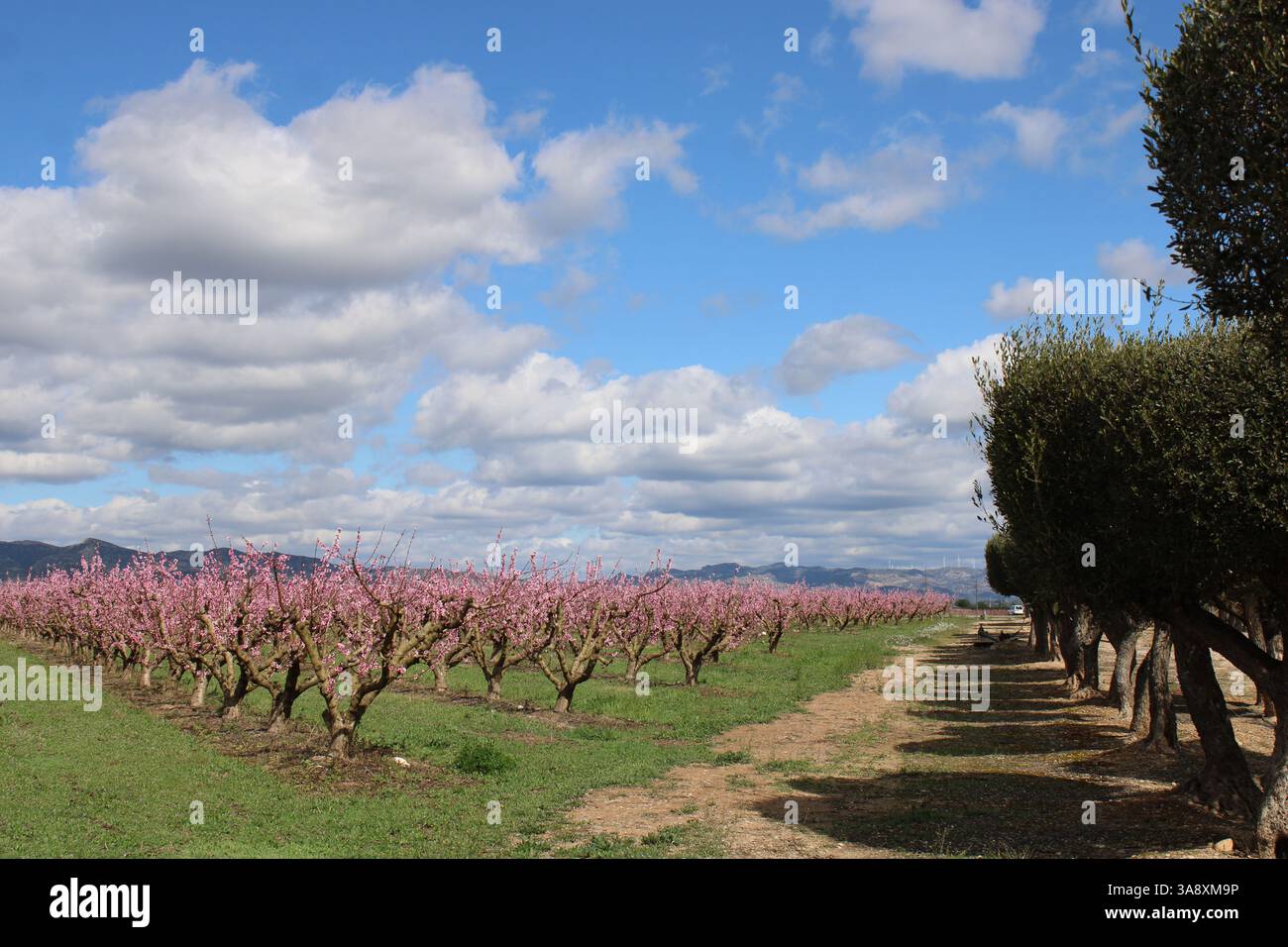 Pink fruit trees in blossom surrounded by dark green olive trees in ...
