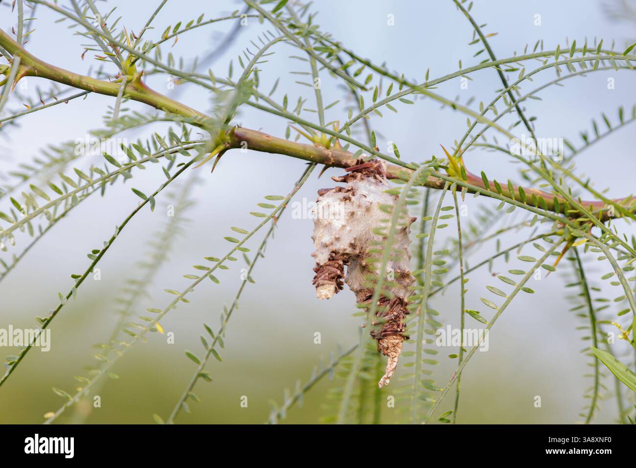 Cocoon of a moth hi-res stock photography and images - Alamy