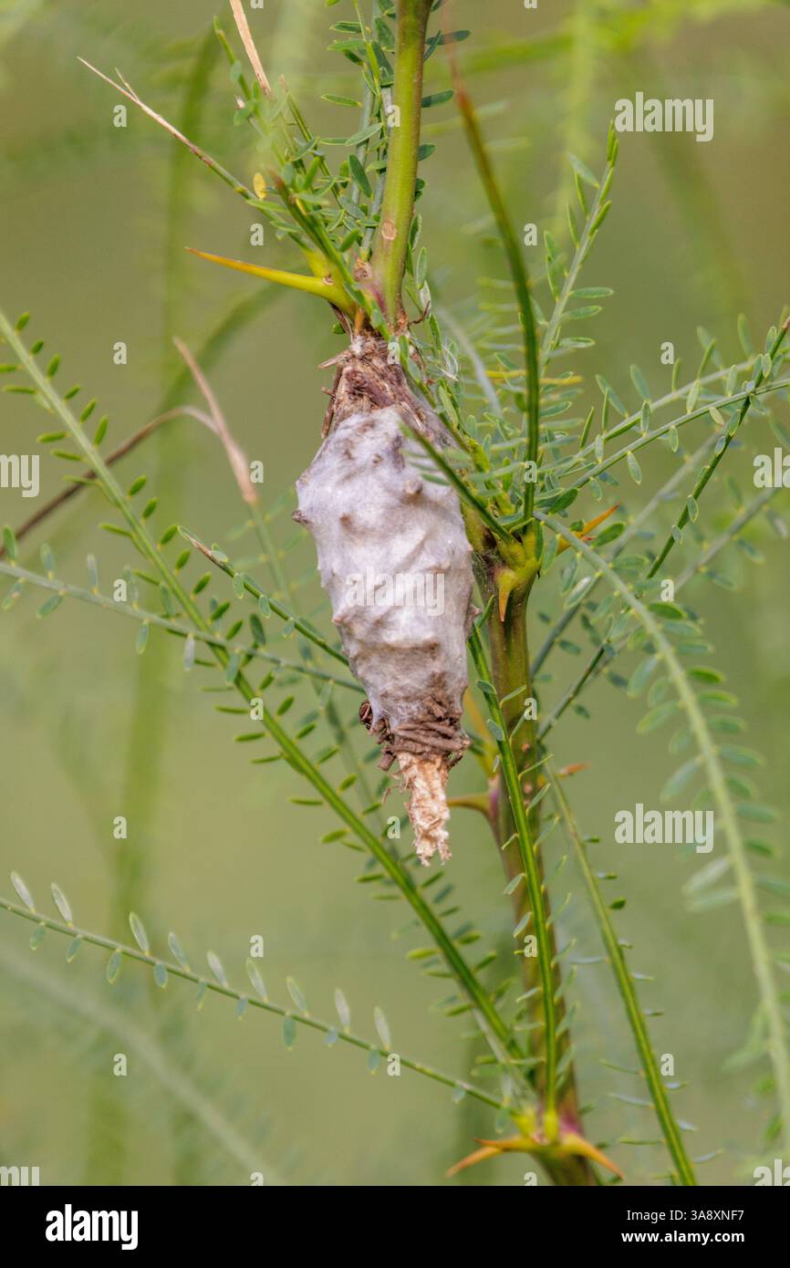 Family psychidae bag hi-res stock photography and images - Alamy