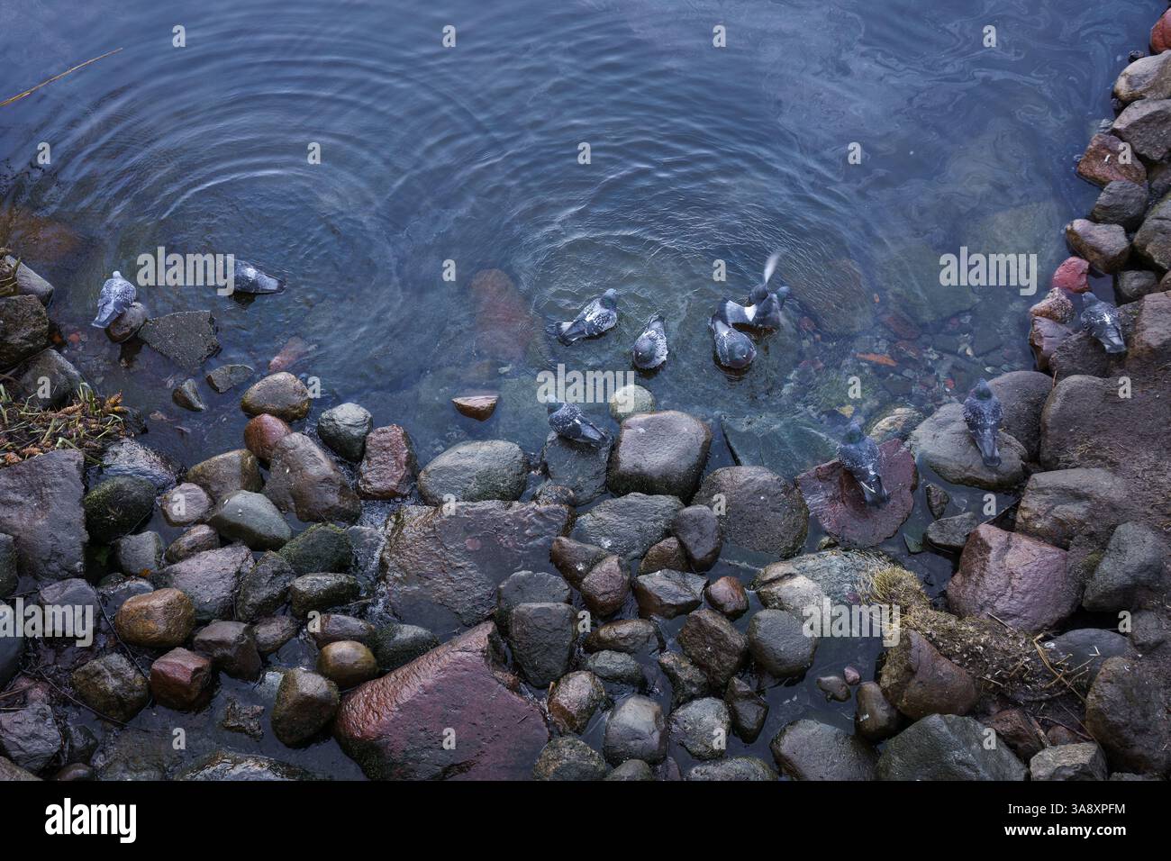 Pigeons habitat hi-res stock photography and images - Alamy