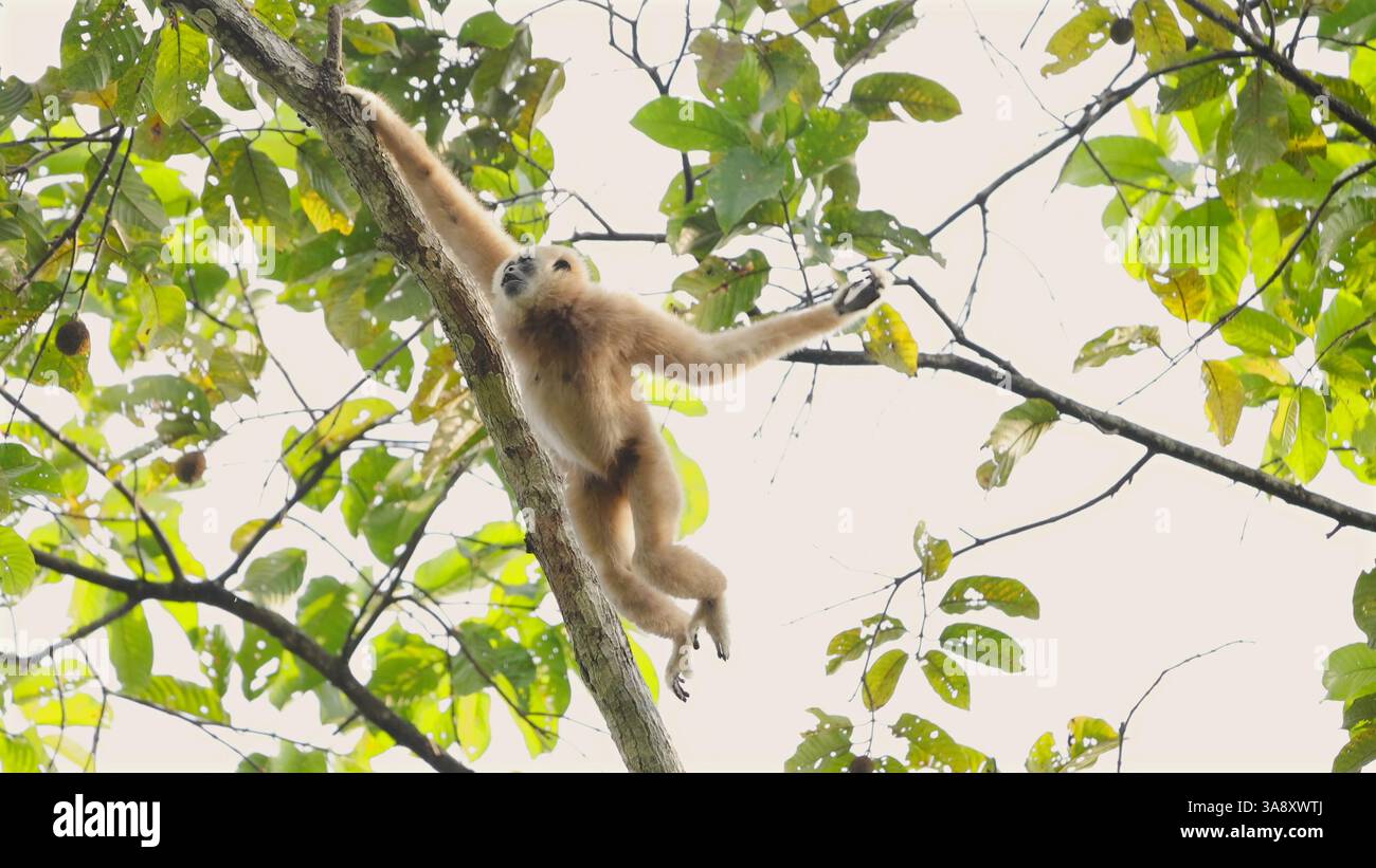 Gibbon hanging on tree branch in lush green forest canopy. Lar gibbon ...