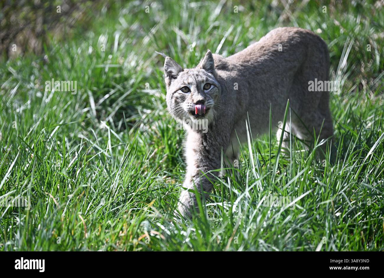 Cleebronn, Germany. 27th Mar, 2025. A lynx (Lynx lynx), photographed in ...