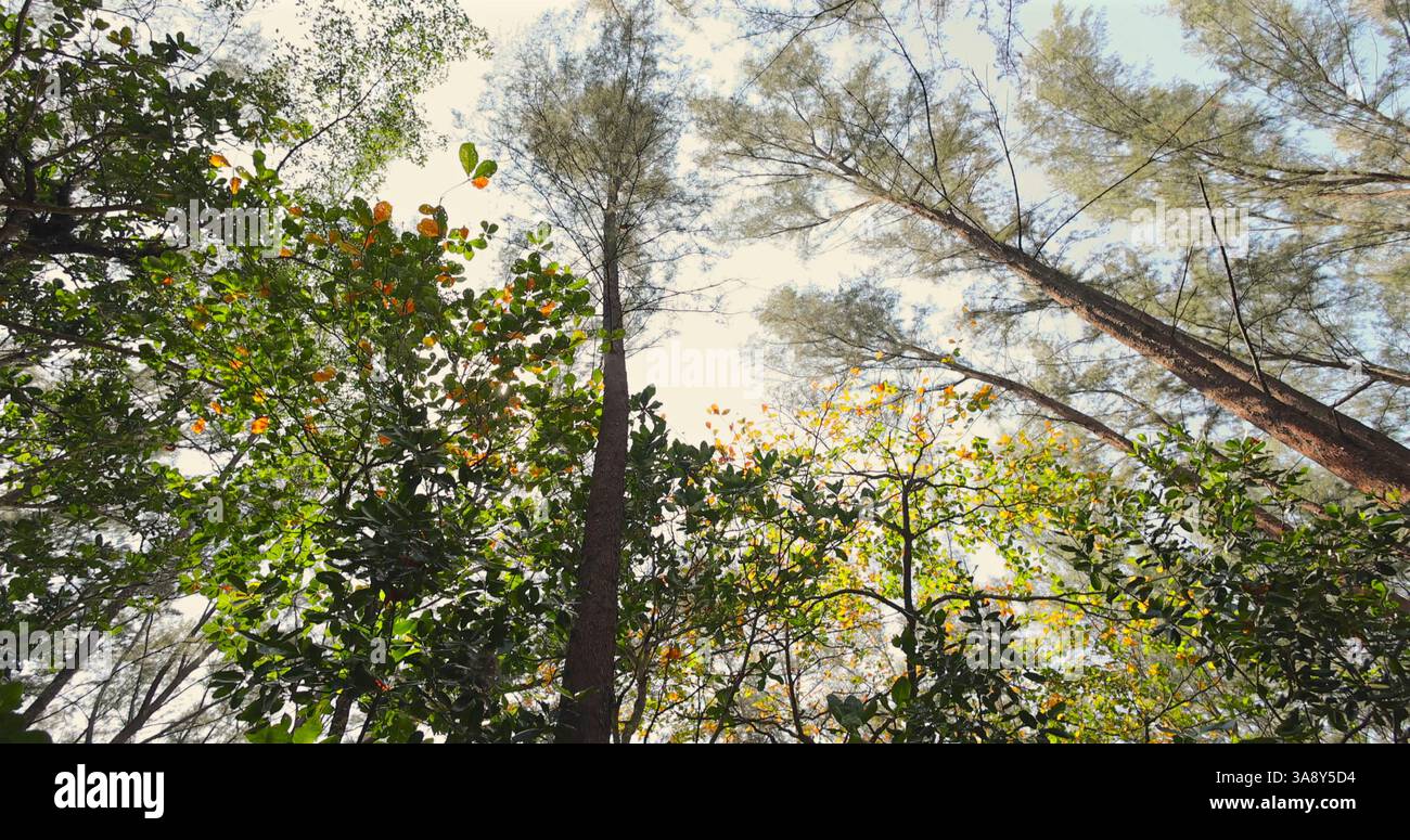 Lush forest canopy, sunlight streaming through tall trees, vibrant Stock Photo - Alamy