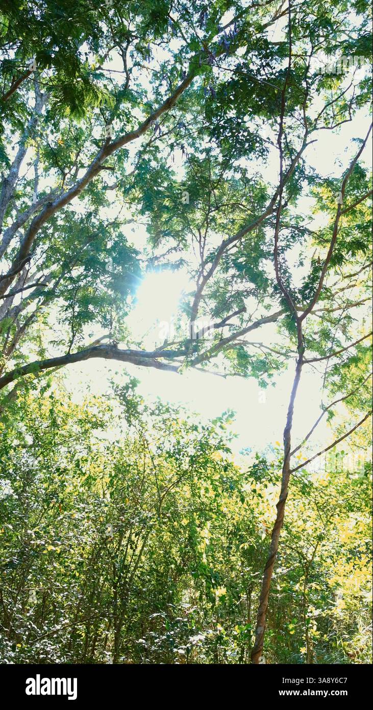 Sunlight filtering through forest canopy hi-res stock photography and ...
