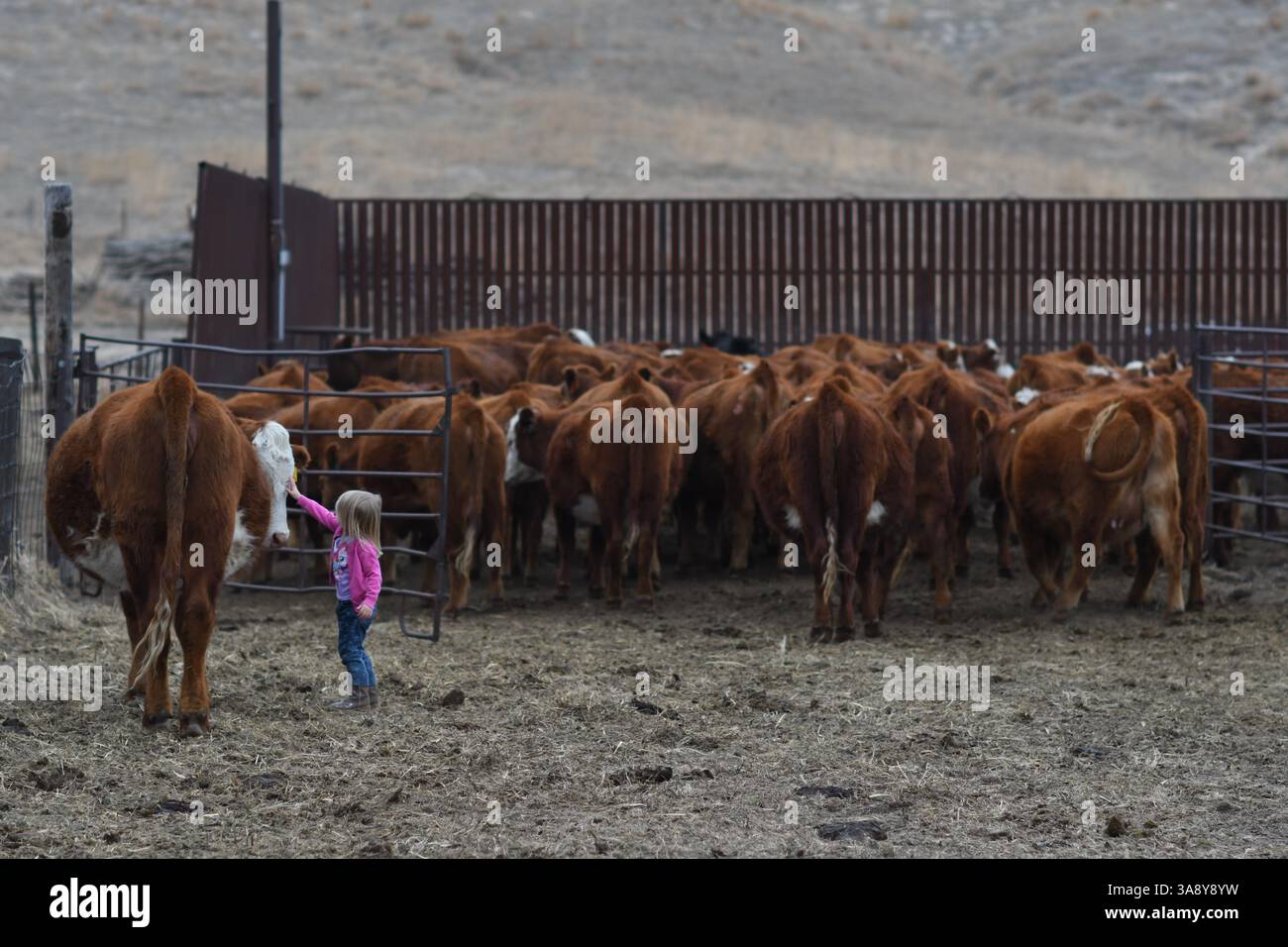 The bountiful cow hi-res stock photography and images - Alamy