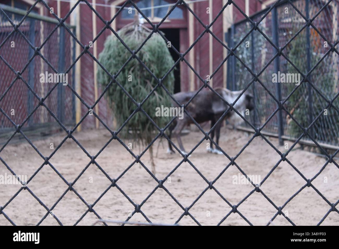 Metal fence mesh made of rods for the protection and protection of ...
