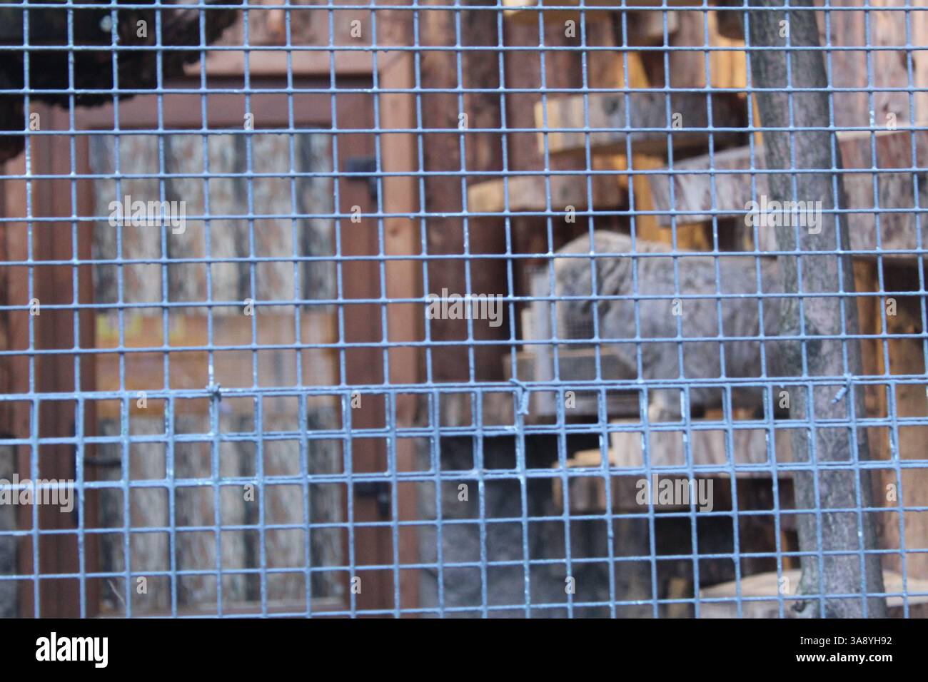 keeping animals in cages. Animals in the zoo Stock Photo - Alamy