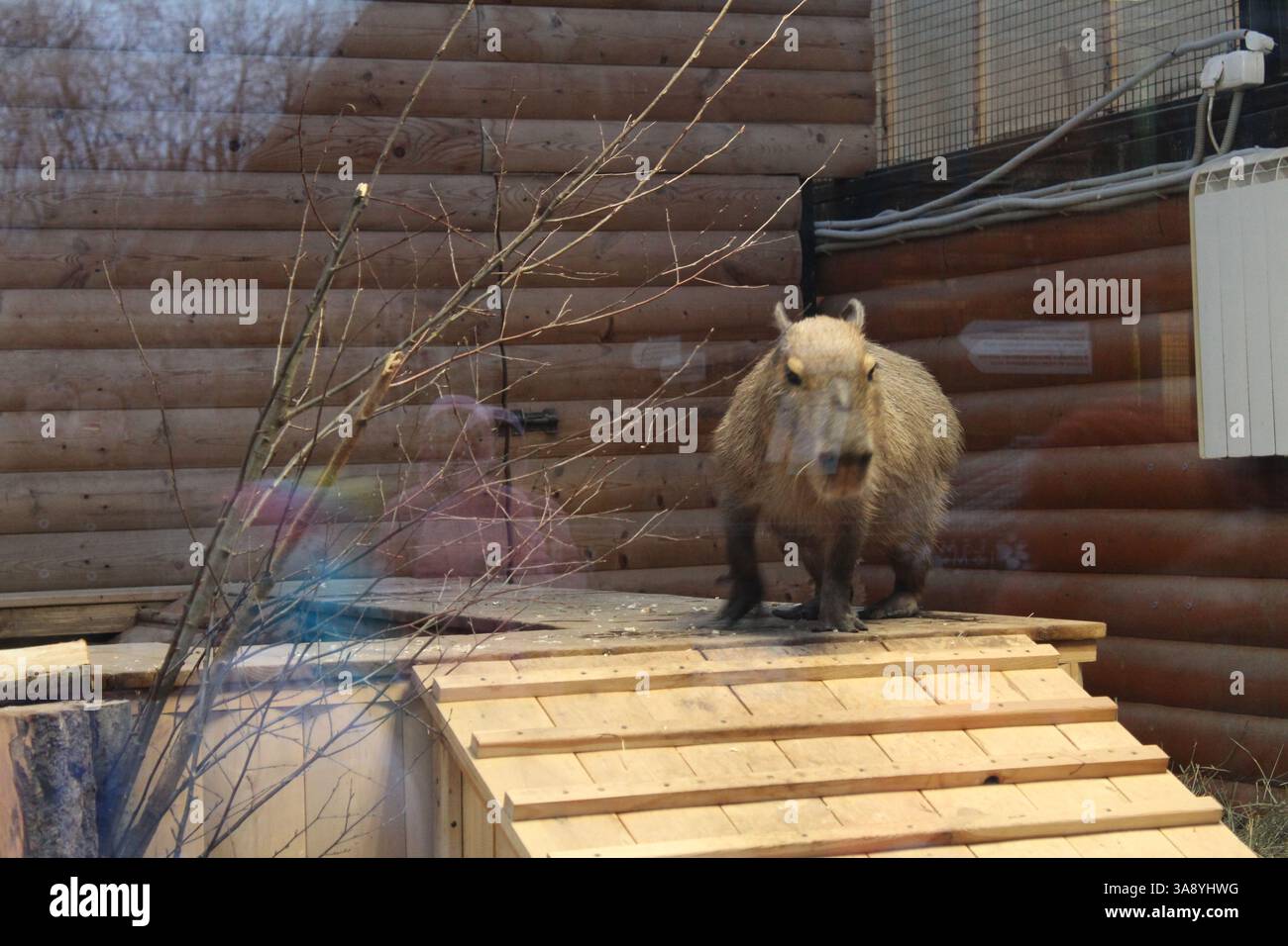 The capybara sits on the roof house. Capybara in the zoo Stock Photo ...