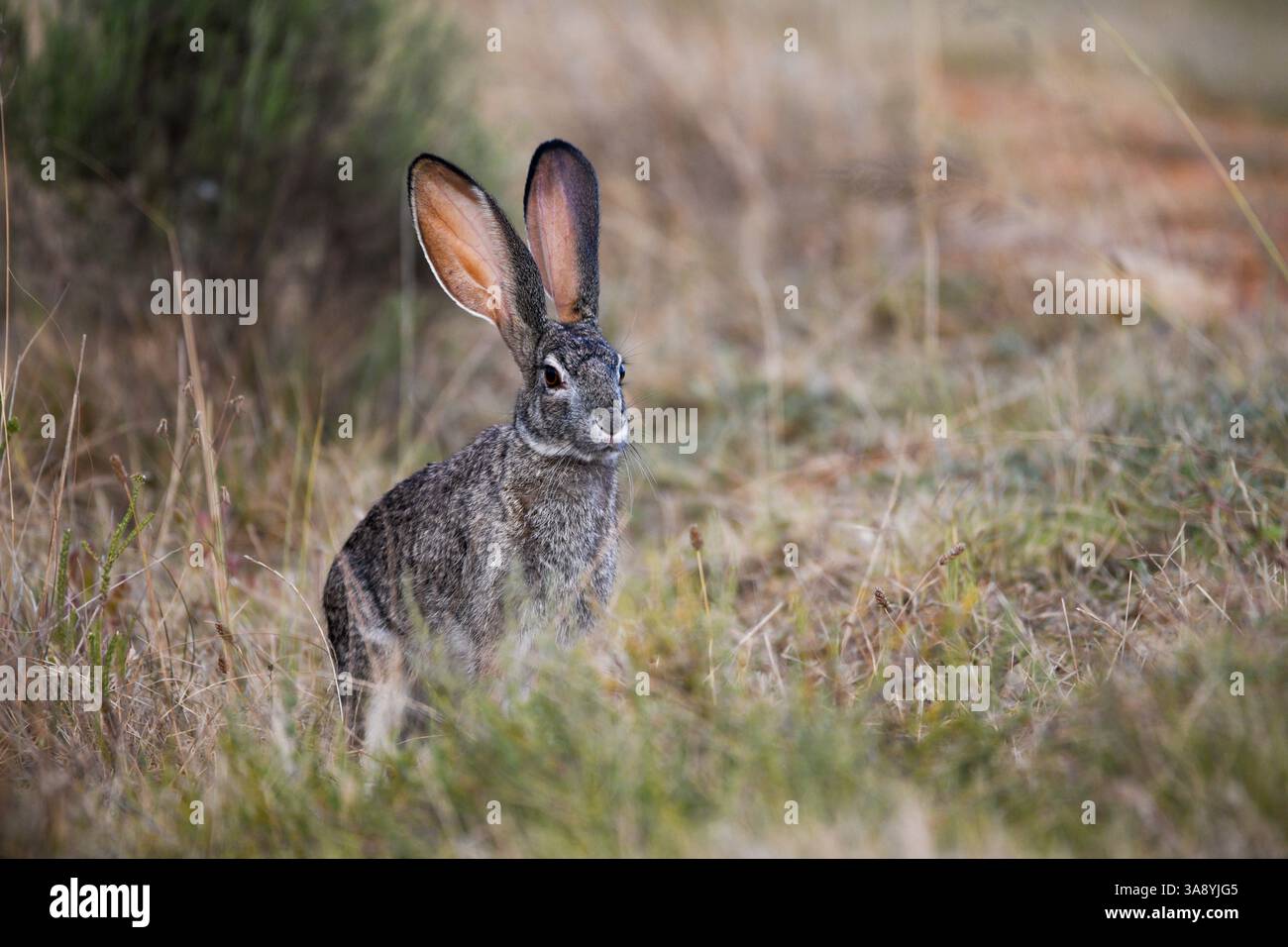 riverine rabbit (Bunolagus monticularis Stock Photo - Alamy