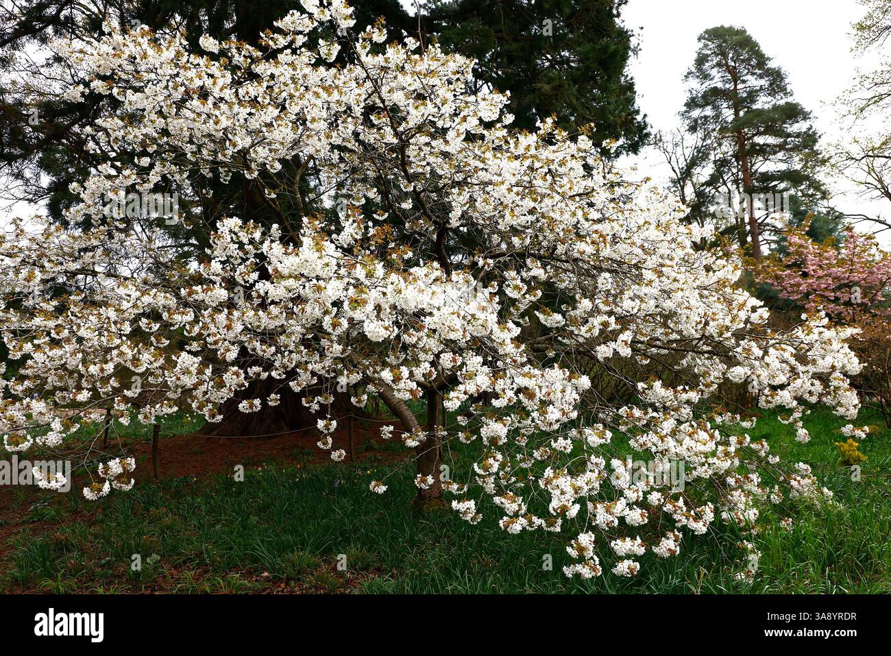 Close up of the white flowers of the spring flowering ornamental ...