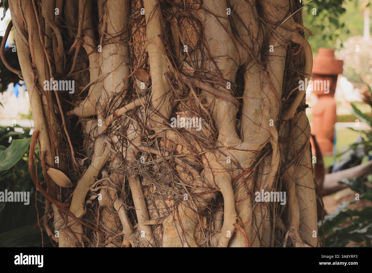 Exploring intricate details tree hi-res stock photography and images ...