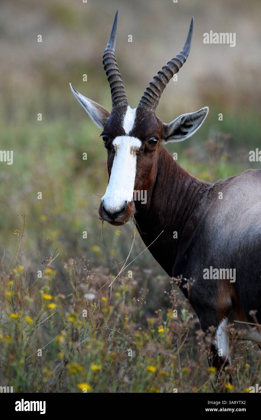 Bontebok species hi-res stock photography and images - Alamy