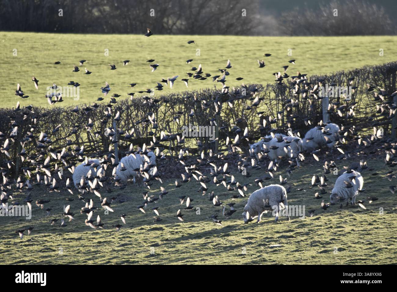 Common Starling Murmuration (Sturnus vulgaris) taken on a Sunny Late ...