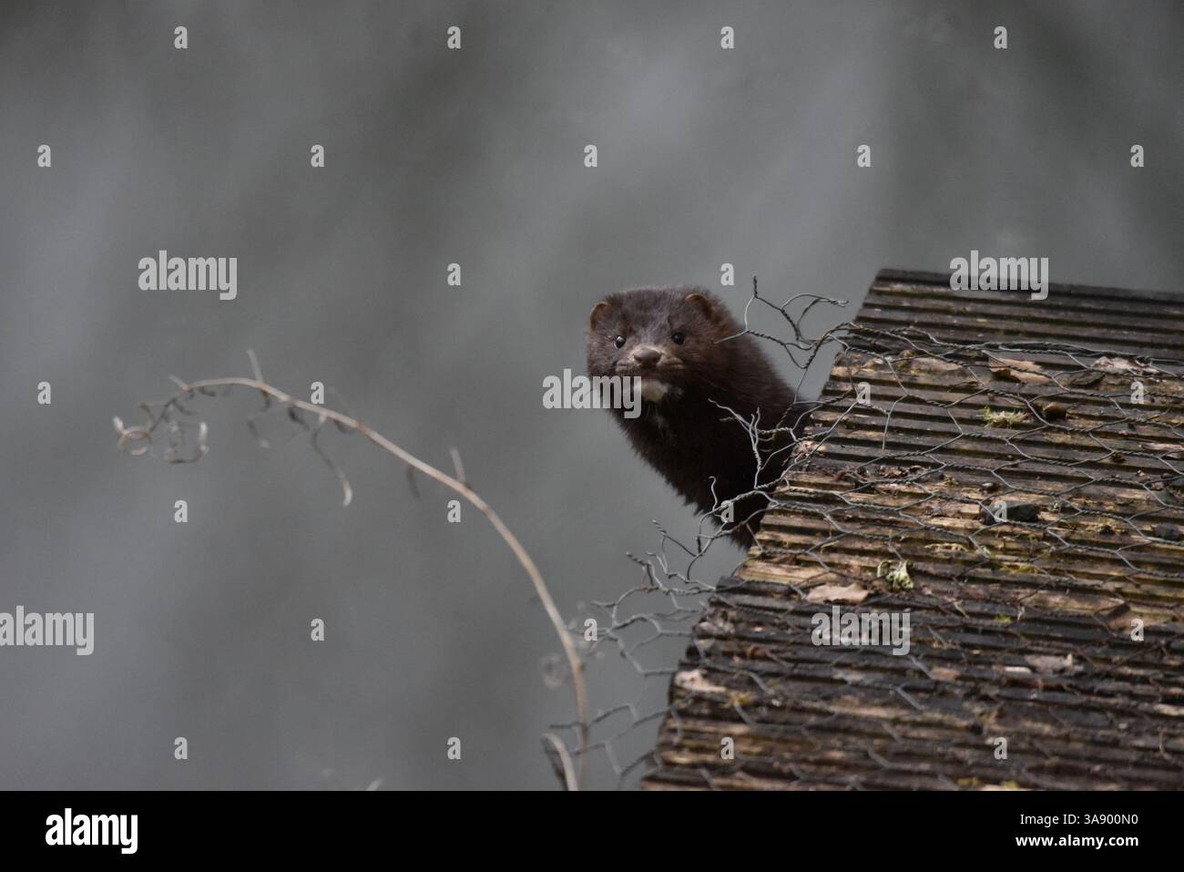 American Mink (Neovison vison) Looking Directly at Camera, Right of ...