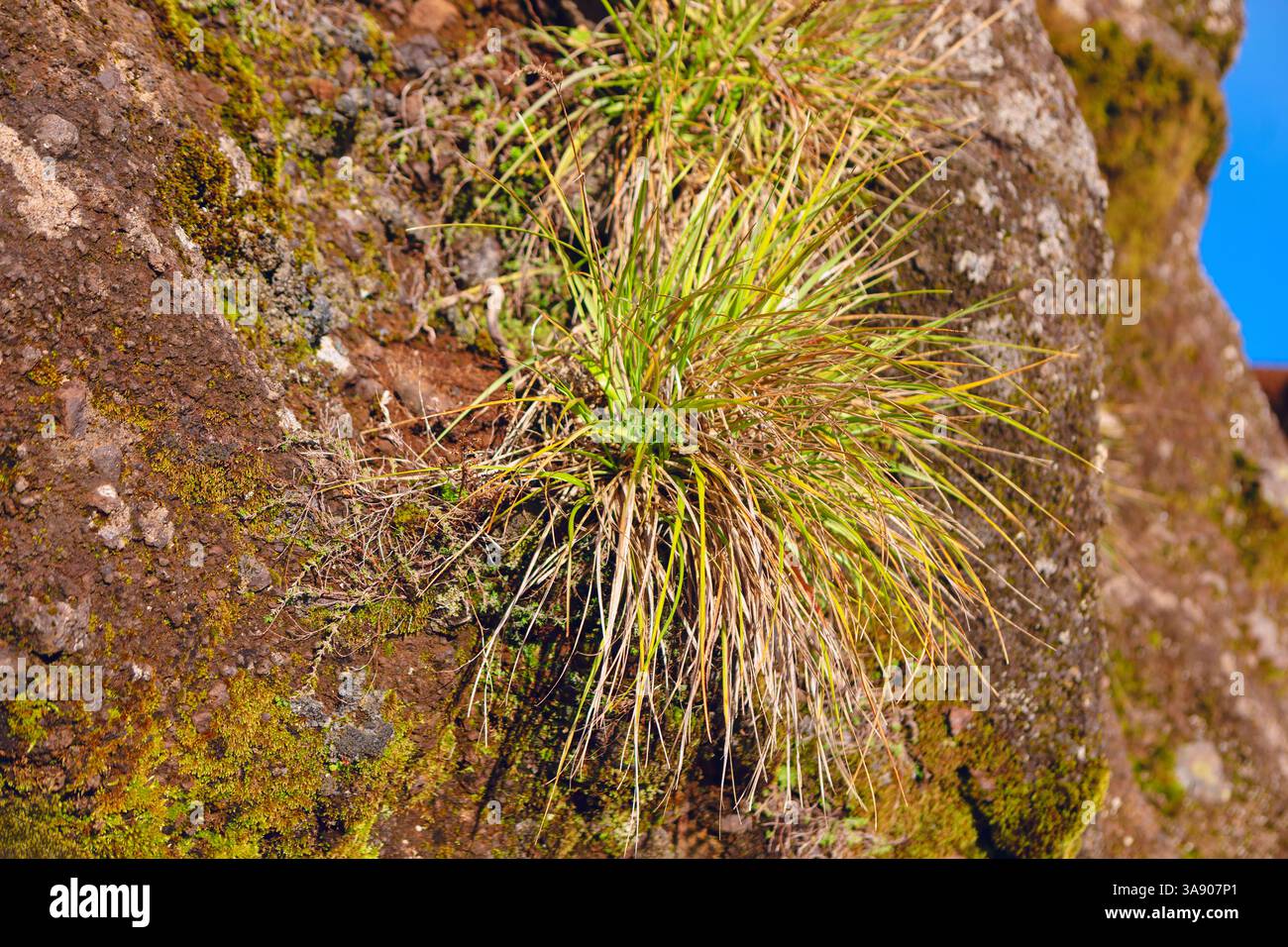 Resilient grass pushes through a rocky outcrop. Tuft of grass, blending ...