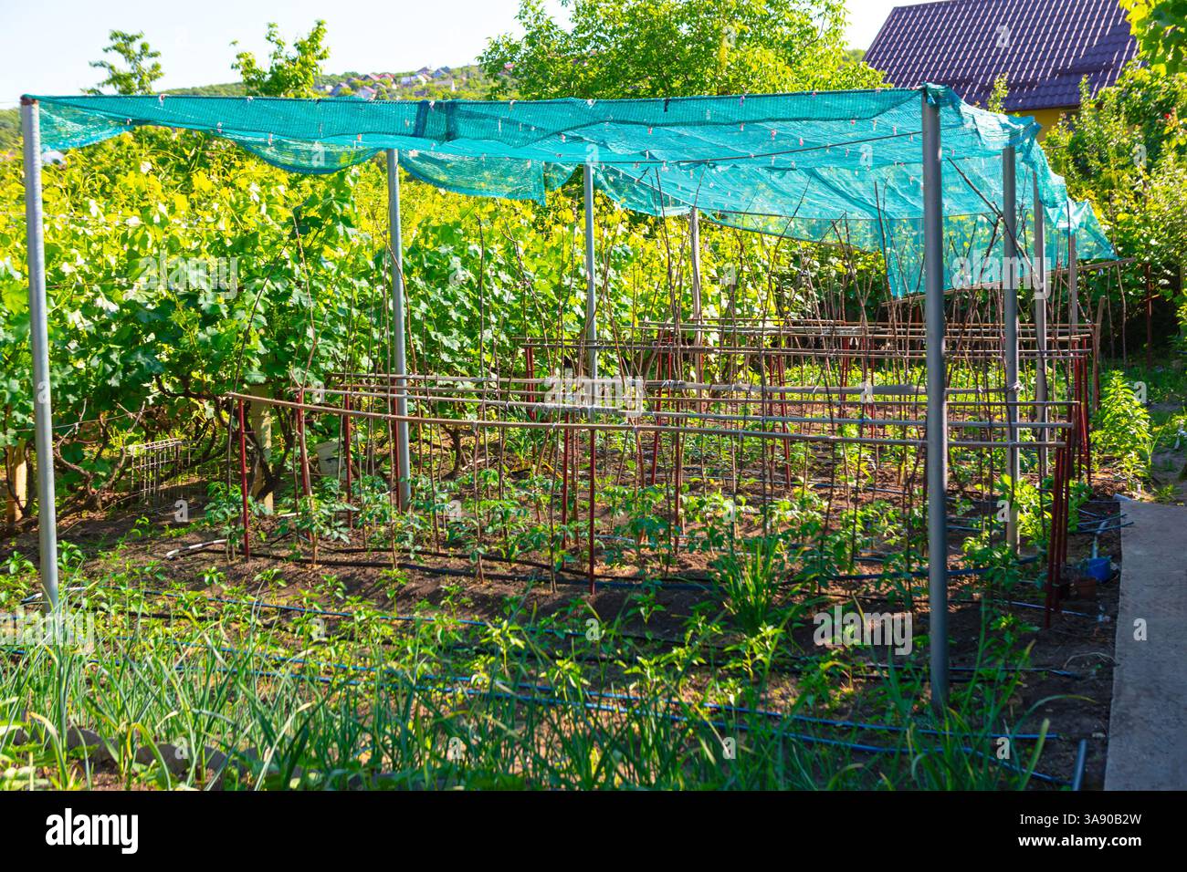 Garden with a shade structure made of metal poles and a green mesh ...