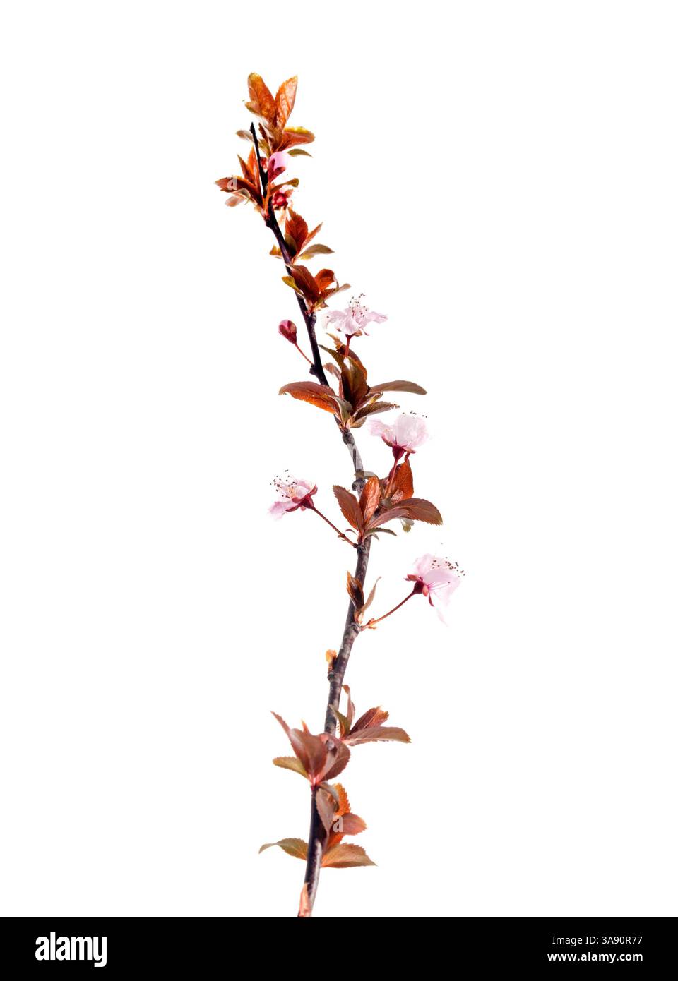 Prunus amygdalus in front of white background Stock Photo - Alamy