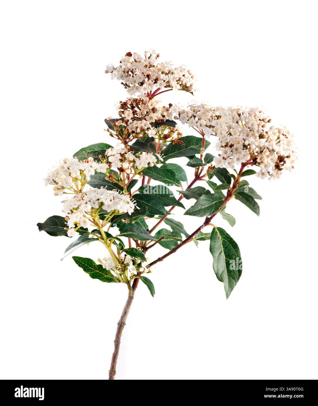 Viburnum tinus in front of white background Stock Photo - Alamy