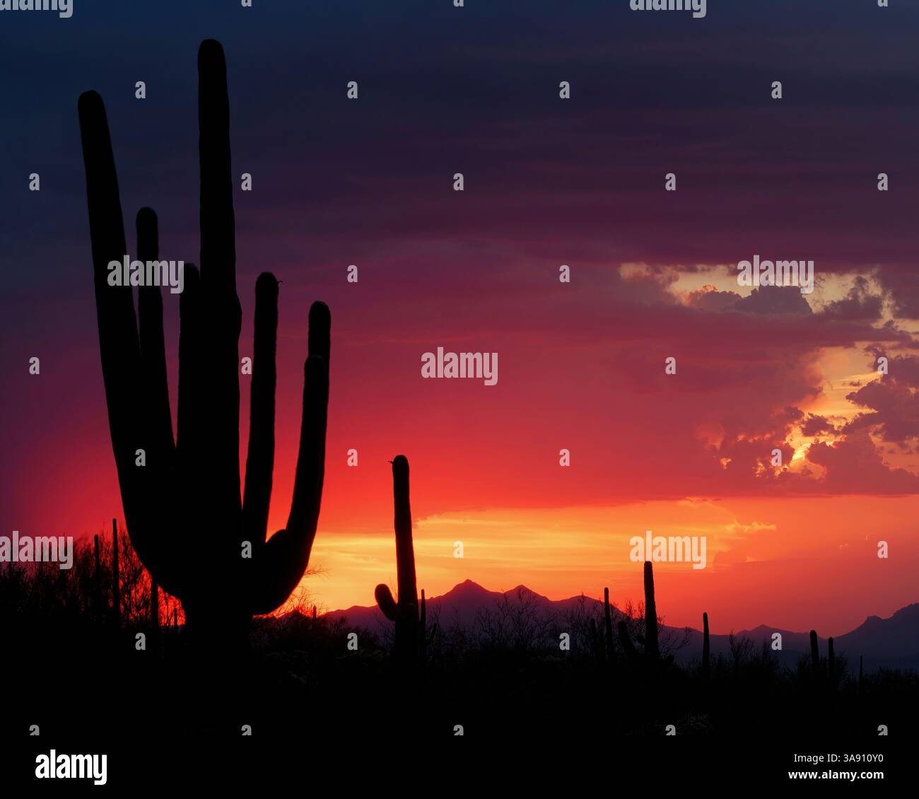 Saguaro national park sunset hi-res stock photography and images - Alamy