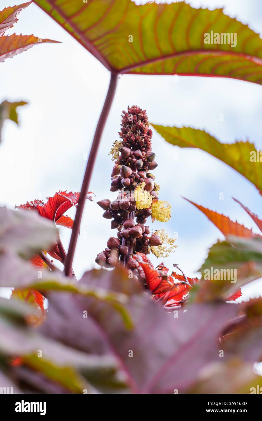 Castor bean plant with spiky red seed pods and deeply lobed leaves ...