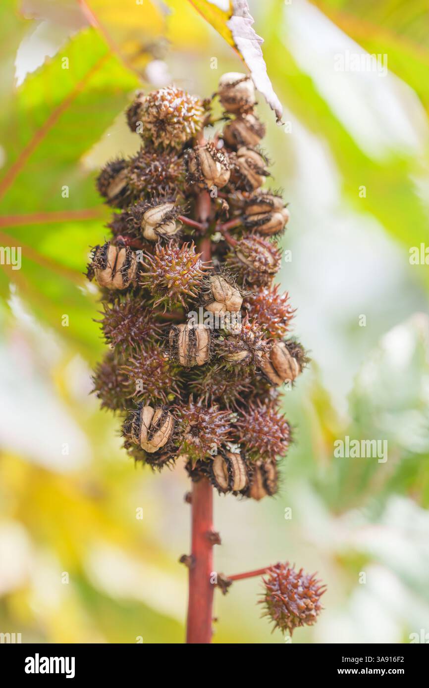 Castor bean seed pods burst open to reveal textured capsules against ...