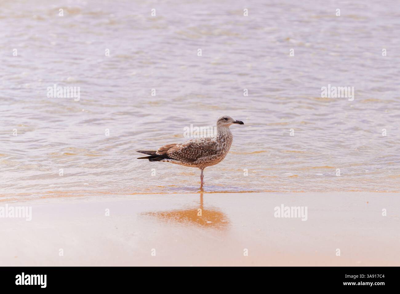 Seagull balances calmly in the shallows by the beach Stock Photo - Alamy
