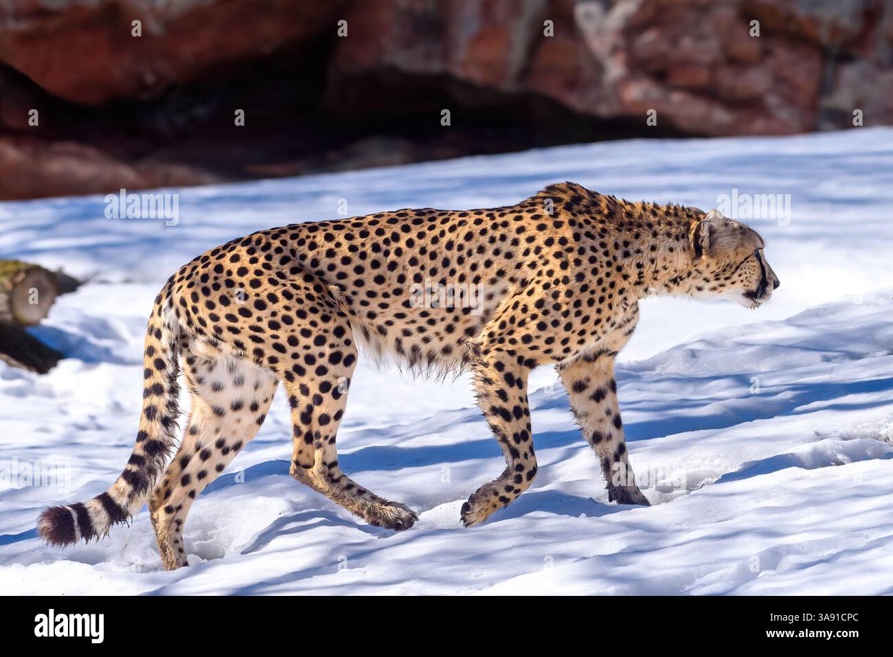 Cheetah feline hi-res stock photography and images - Alamy