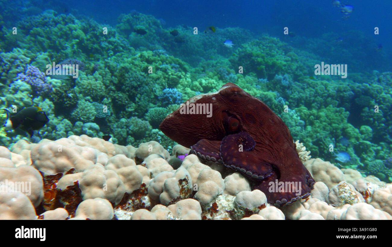 Big Blue Octopus (Octopus cyanea) Octopus. Big Blue Octopus on the Red ...
