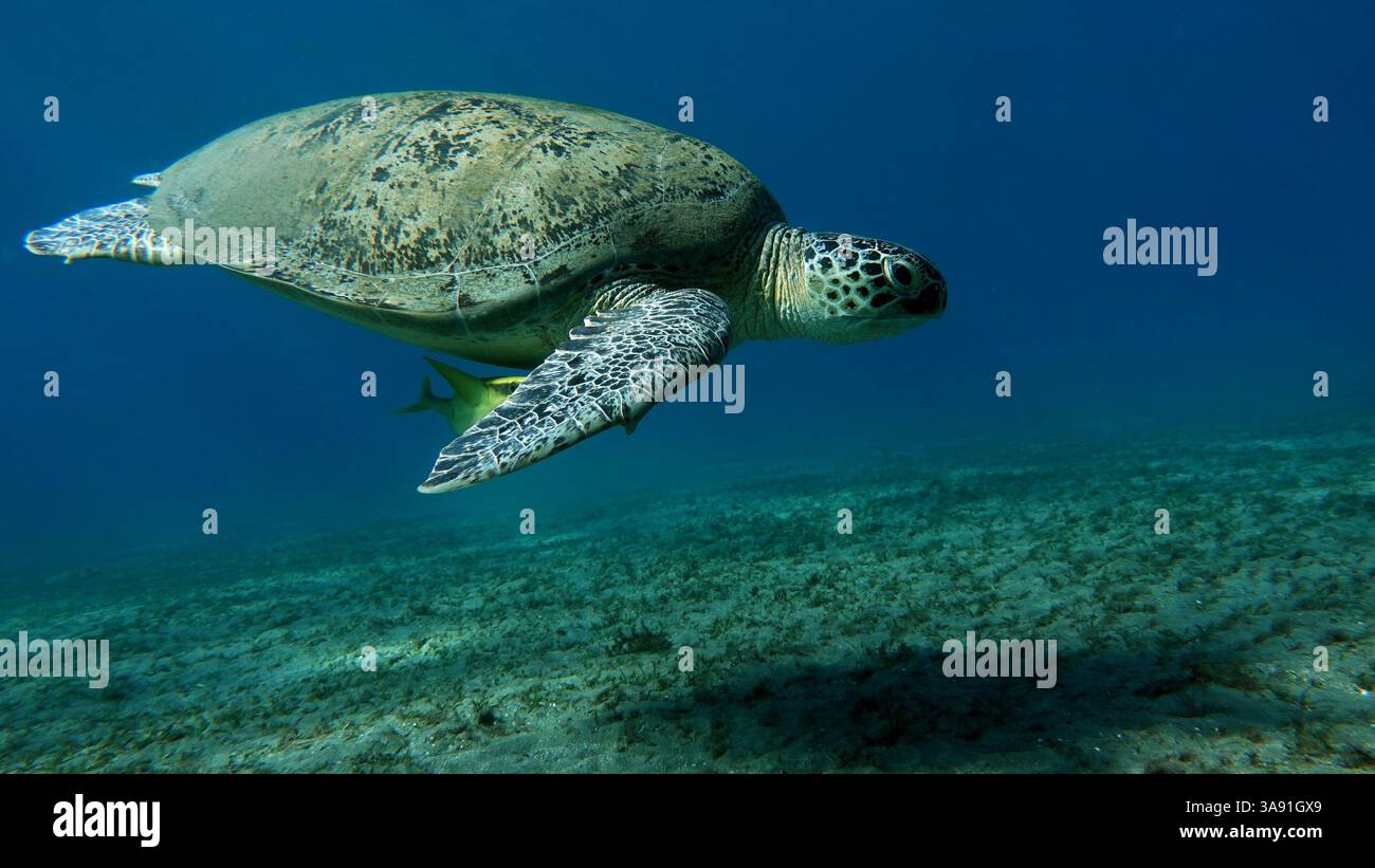 Big Green turtle , Green turtles are the largest of all sea turtles. A ...