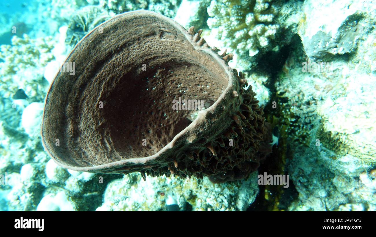 Rugose giant clam. Molluscs, type Mollusca. Bivalve mollusks. Family ...